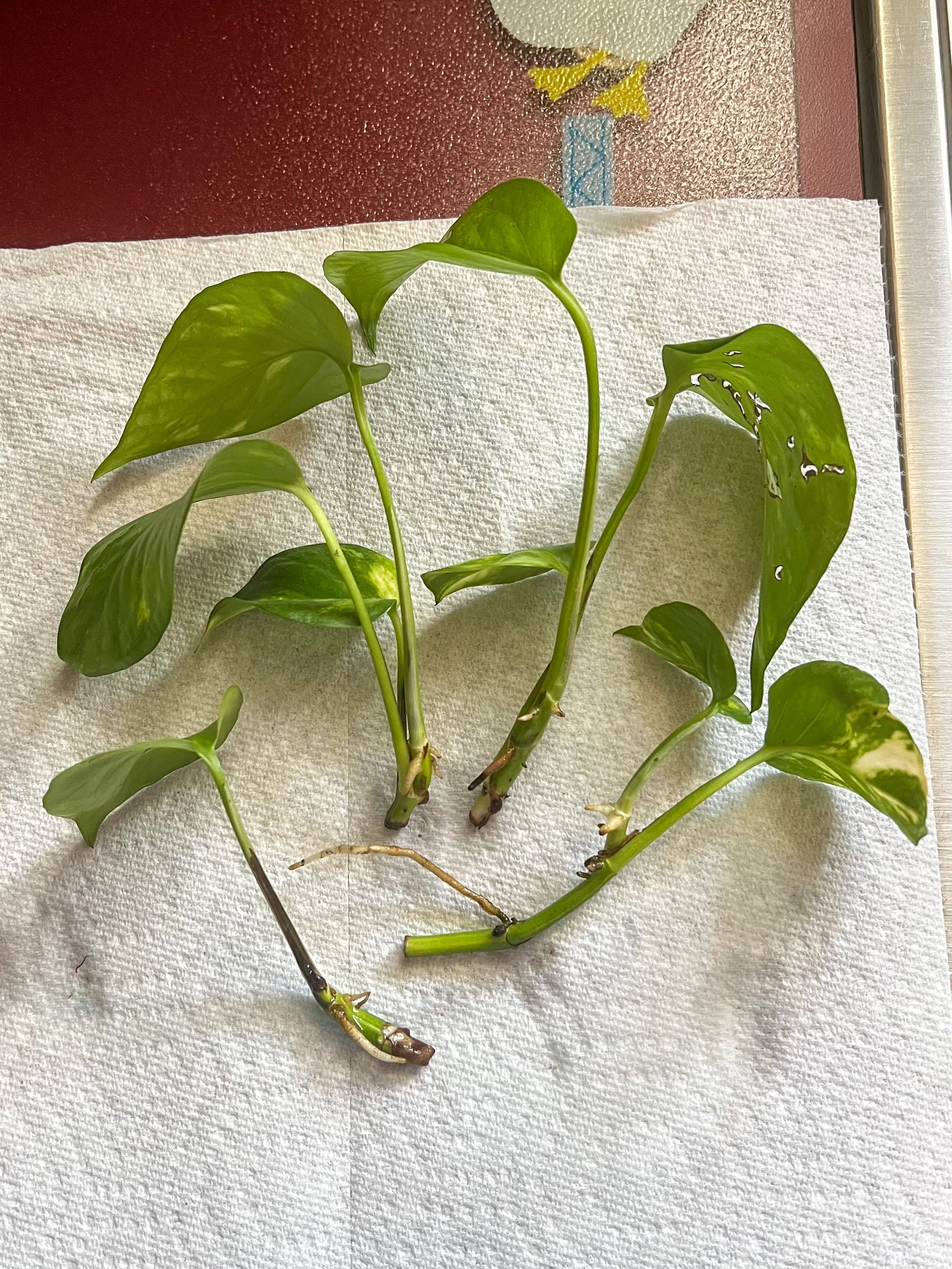 How to Care for Hawaiian Pothos: Mastering Water, Sunlight & More