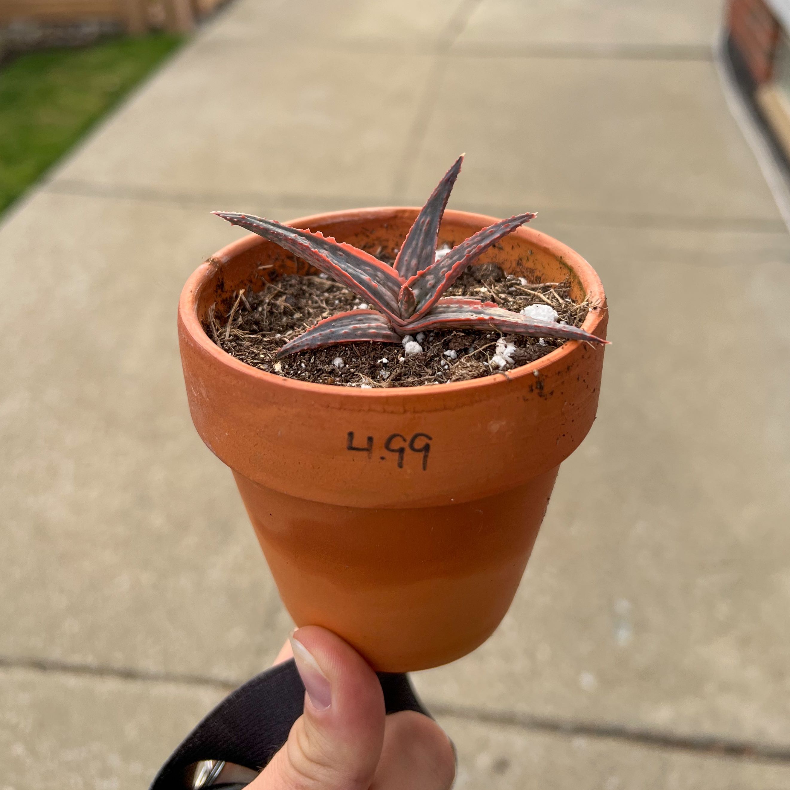 🌸 What Does It Mean When Aloe 'Christmas Carol' Blooms?