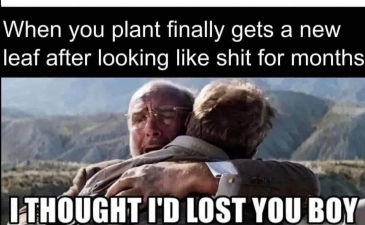 Monday plant memes and jokes