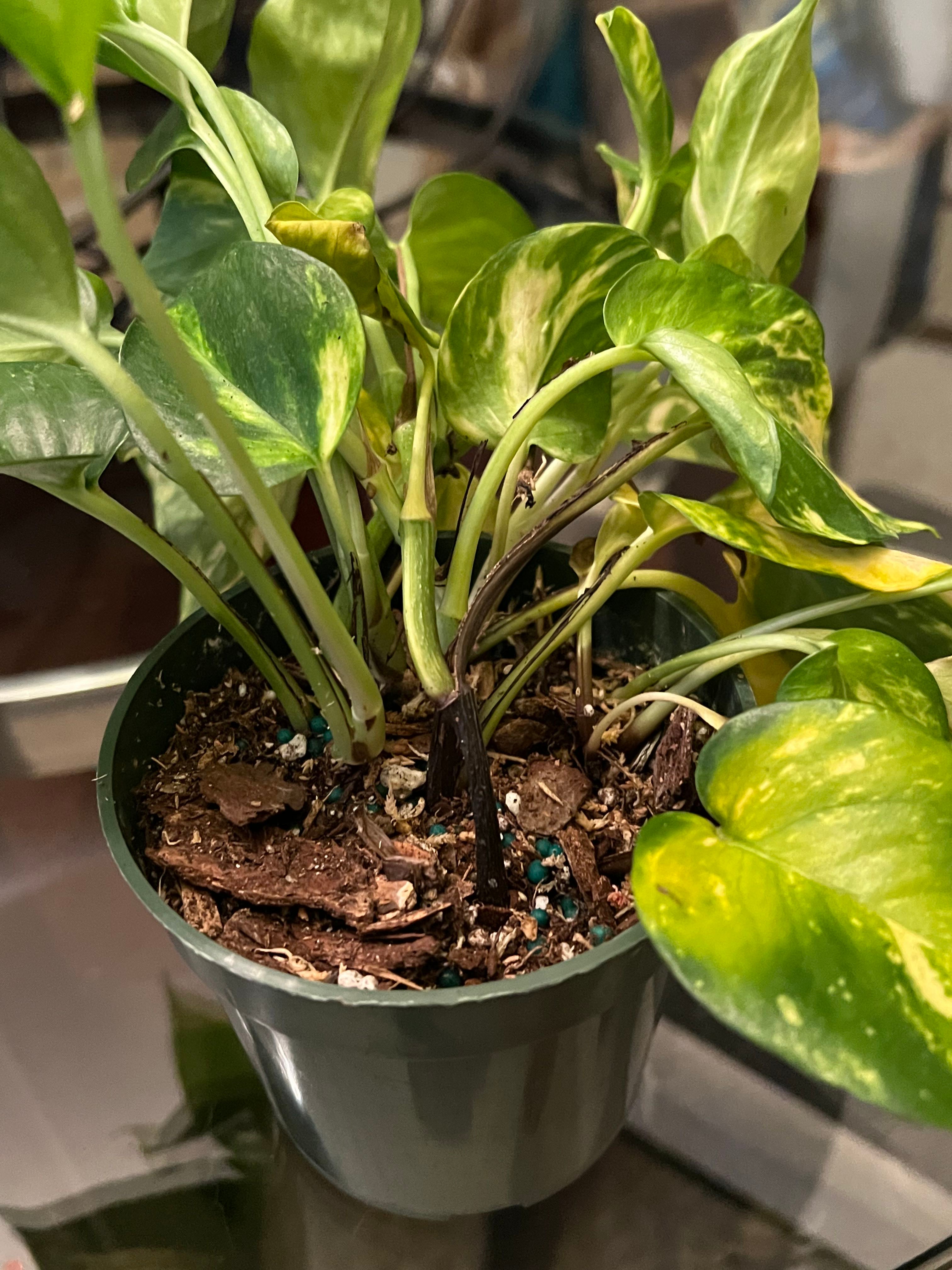 Hawaiian Pothos: How Much Water & Light Does it Need to Thrive?