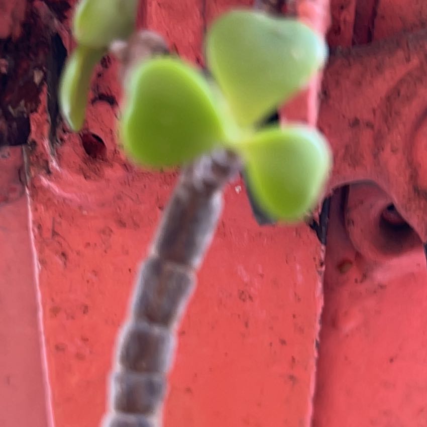 Achilles | A plant by @StableNoognug on Greg