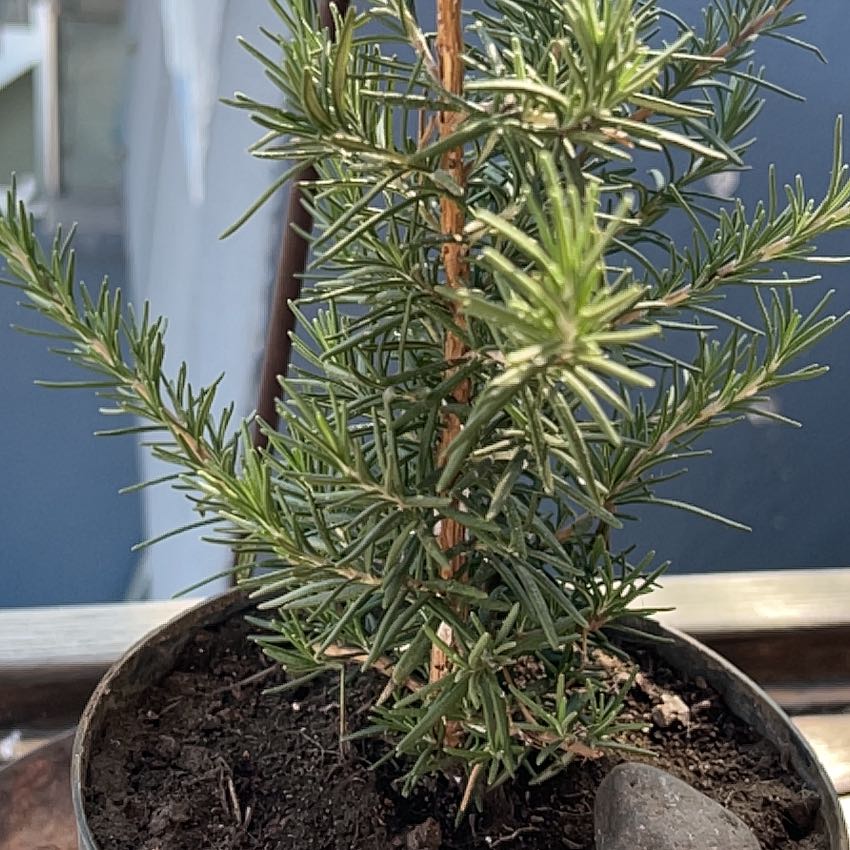 Gregarious | A plant by @StableNoognug on Greg