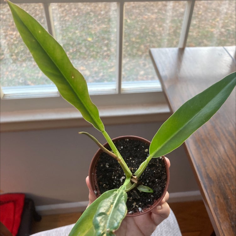 Why Are My Philodendron Narrow Tiger Tooth Leaves Mushy?