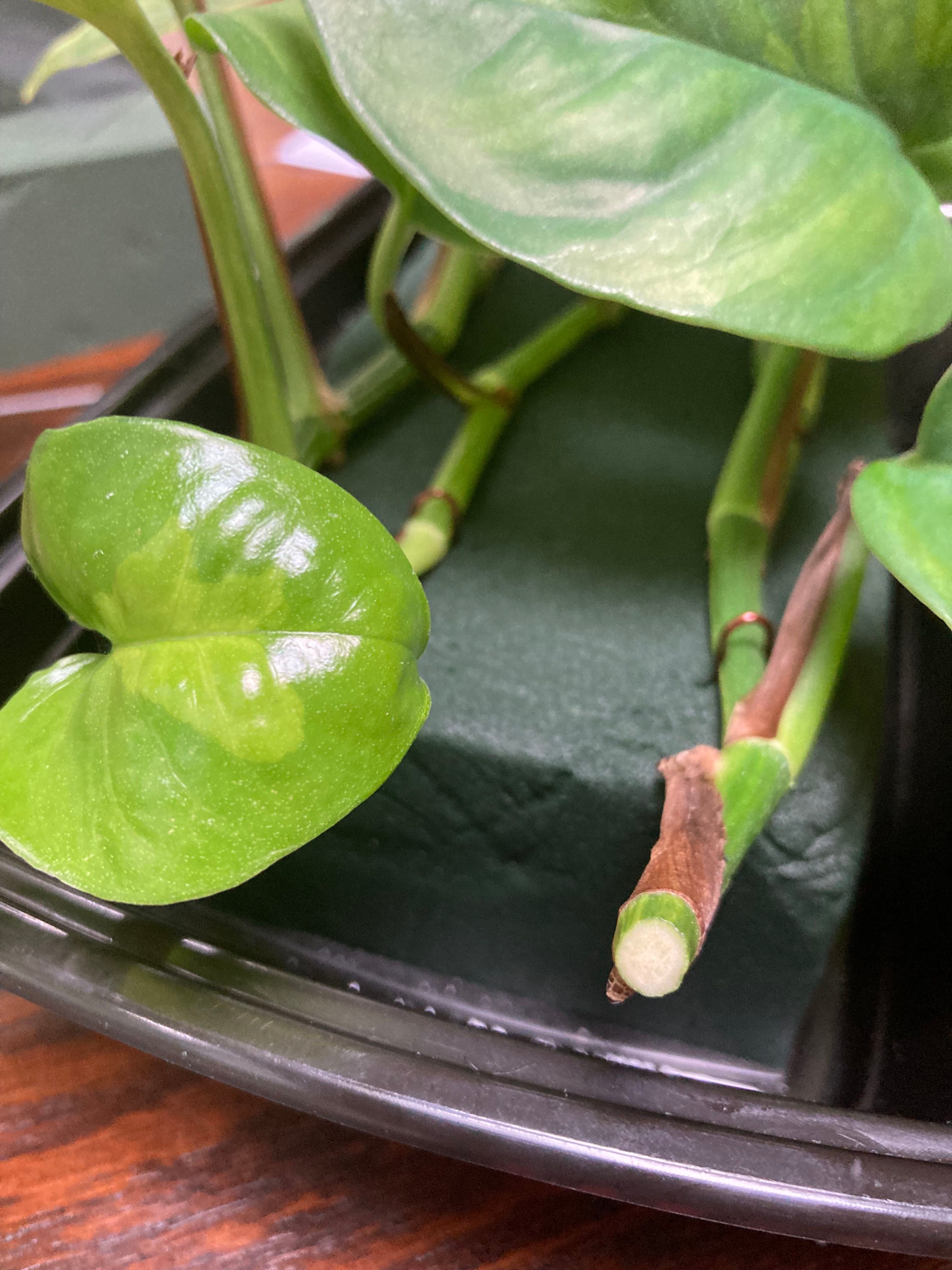 Global Green Pothos: How Much Water & Light Does it Need to Thrive?