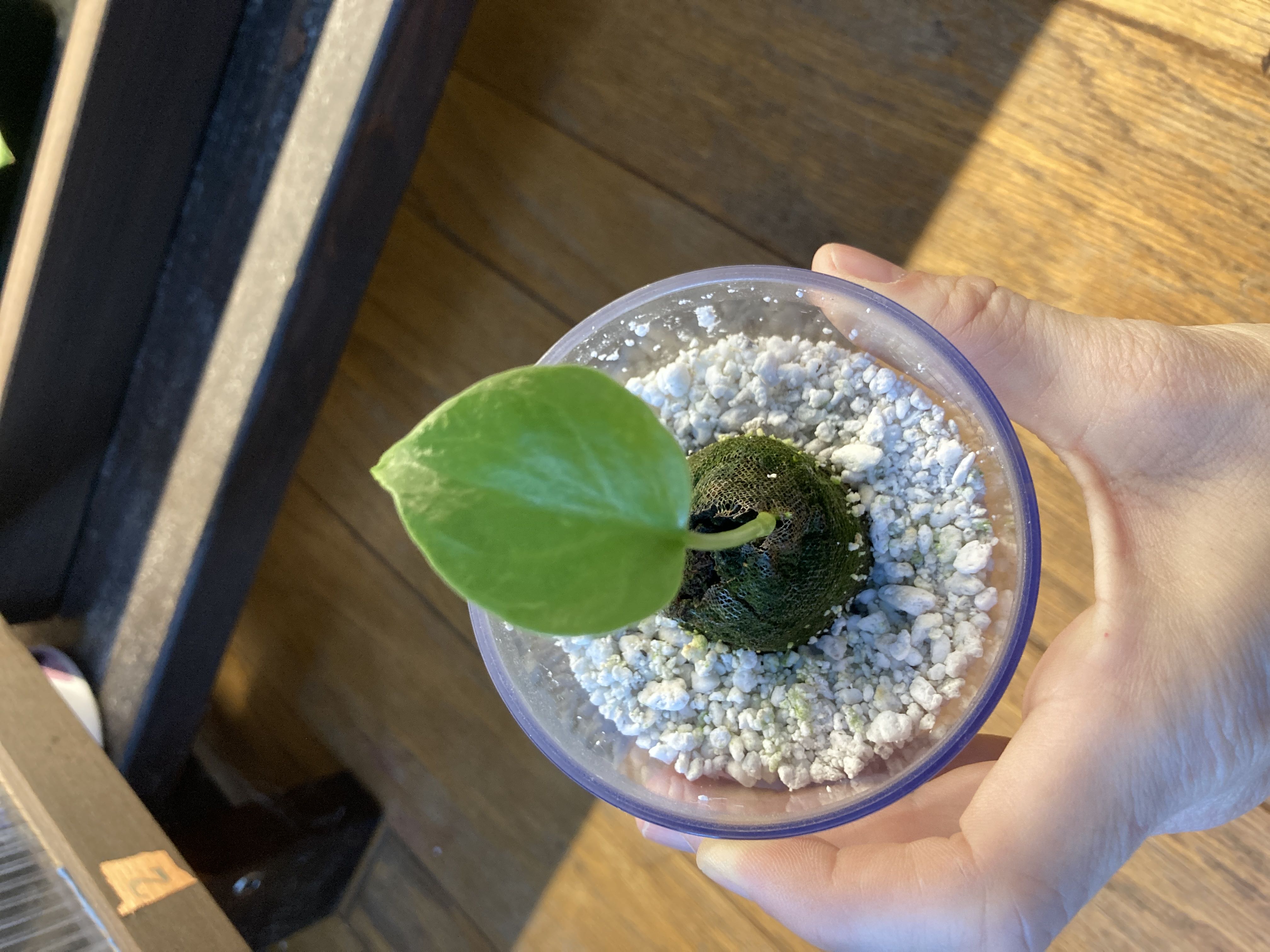 The baby #Monstera that grew from #PlantProtégé ‘s seed j...
