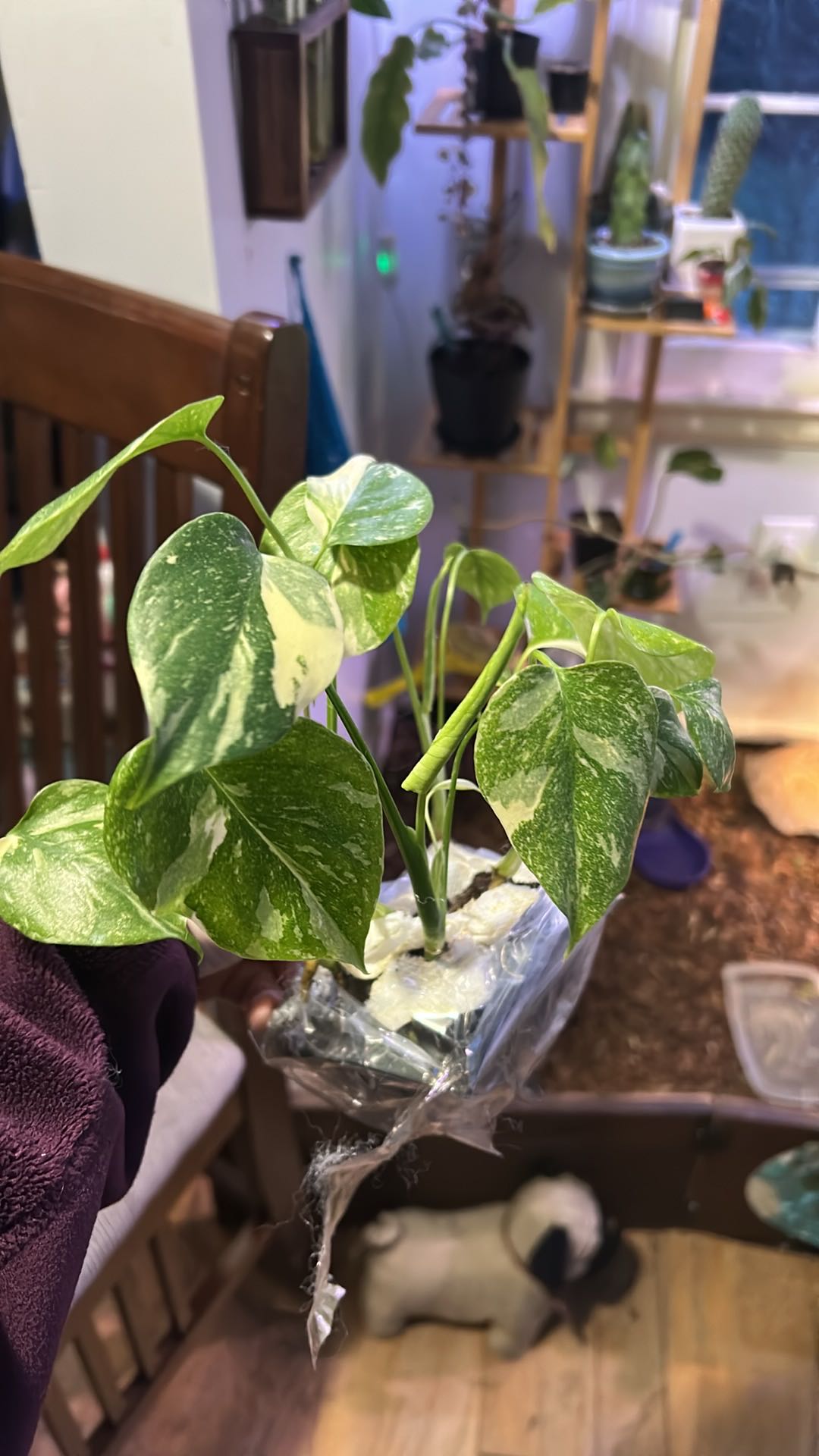 I am now the proud owner of 7!!! Total Thai cons. I have...