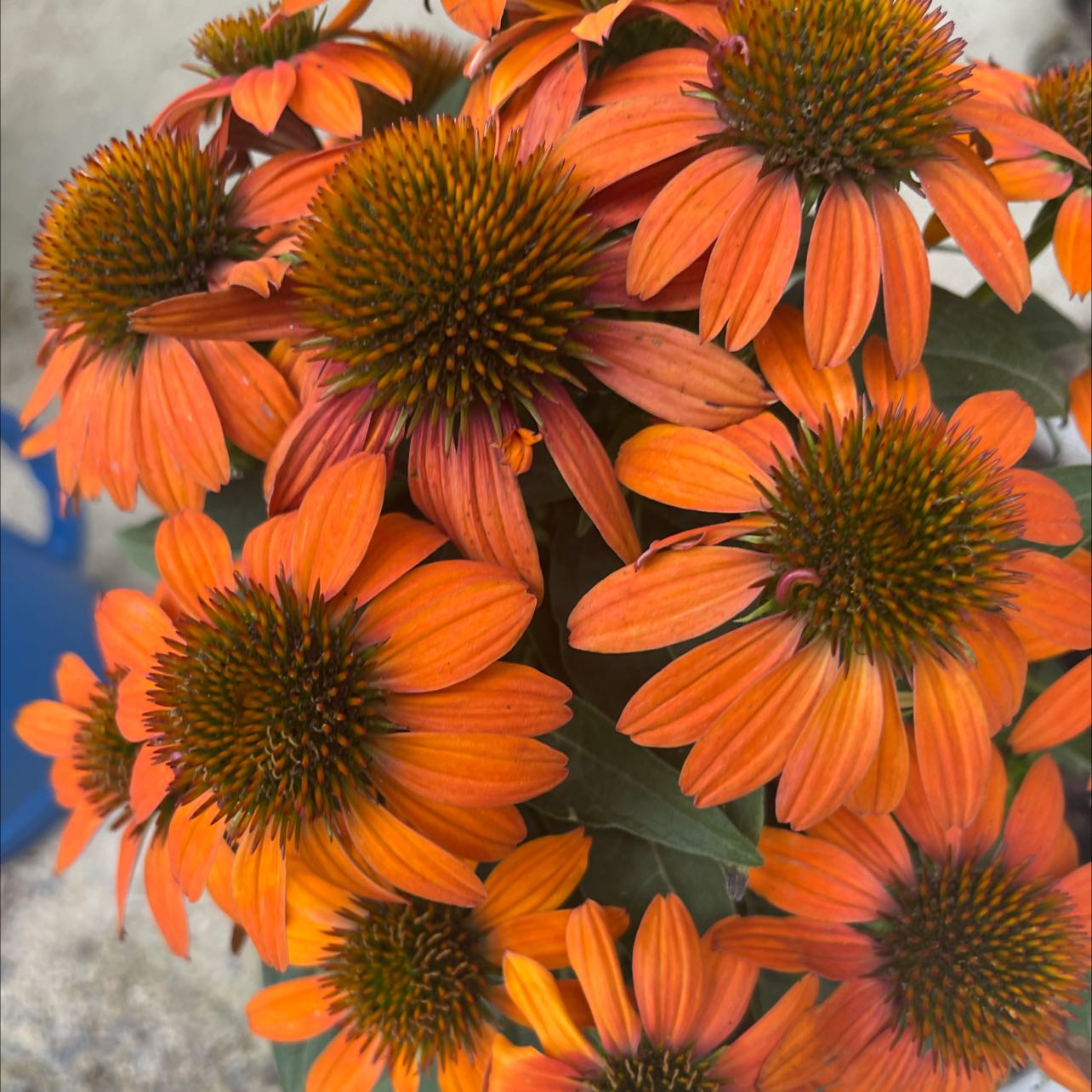 Why Are My Purple Coneflower Leaves Curling?