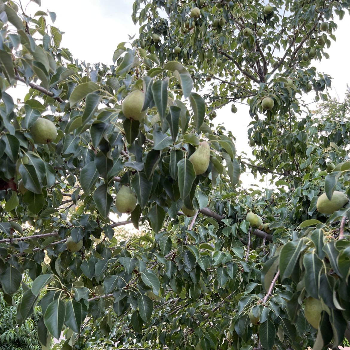 🌸 What Does It Mean When Pear Blooms?