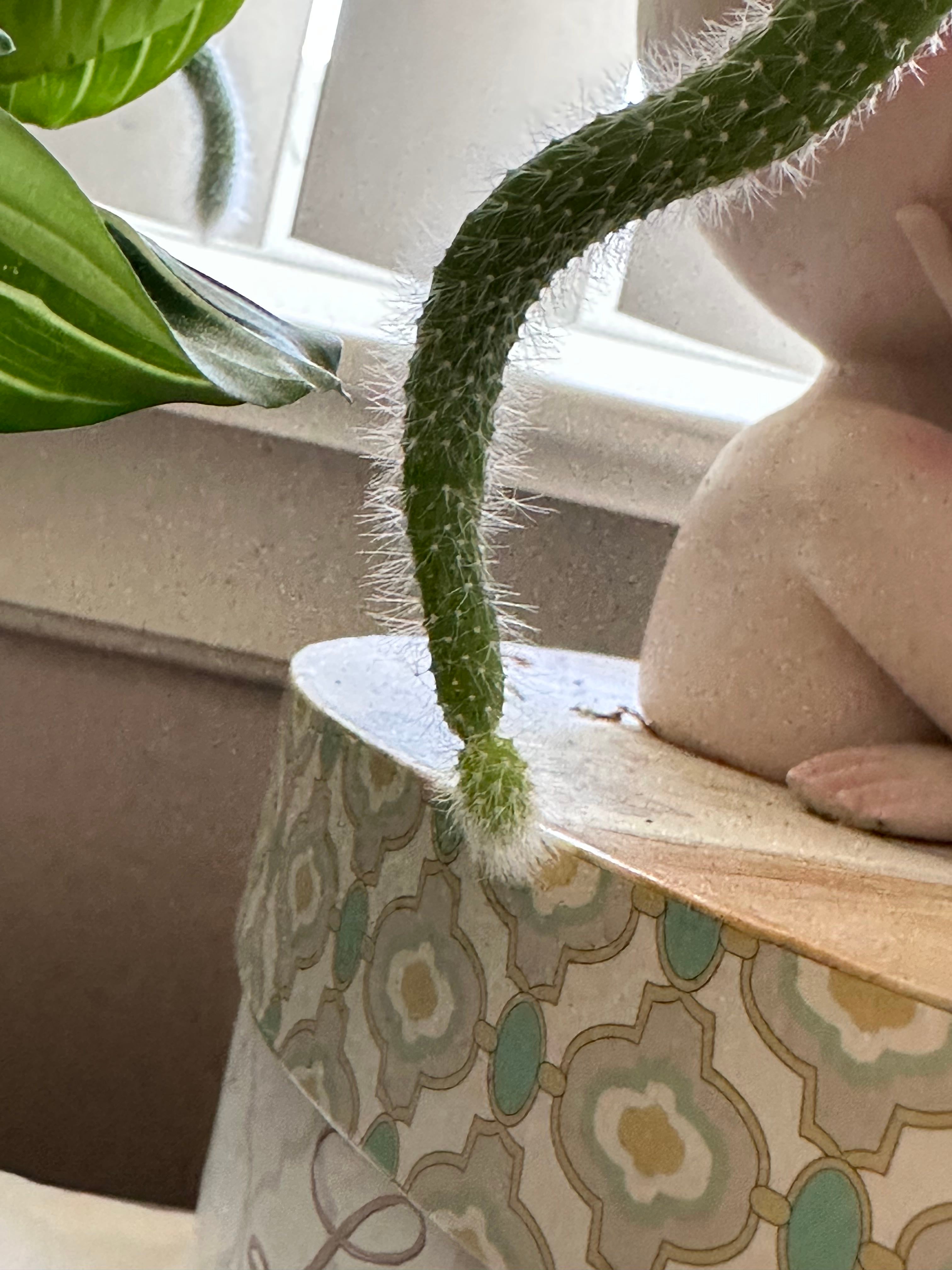 Monkey Tail Cactus - Growing Tips, Facts, And Pictures
