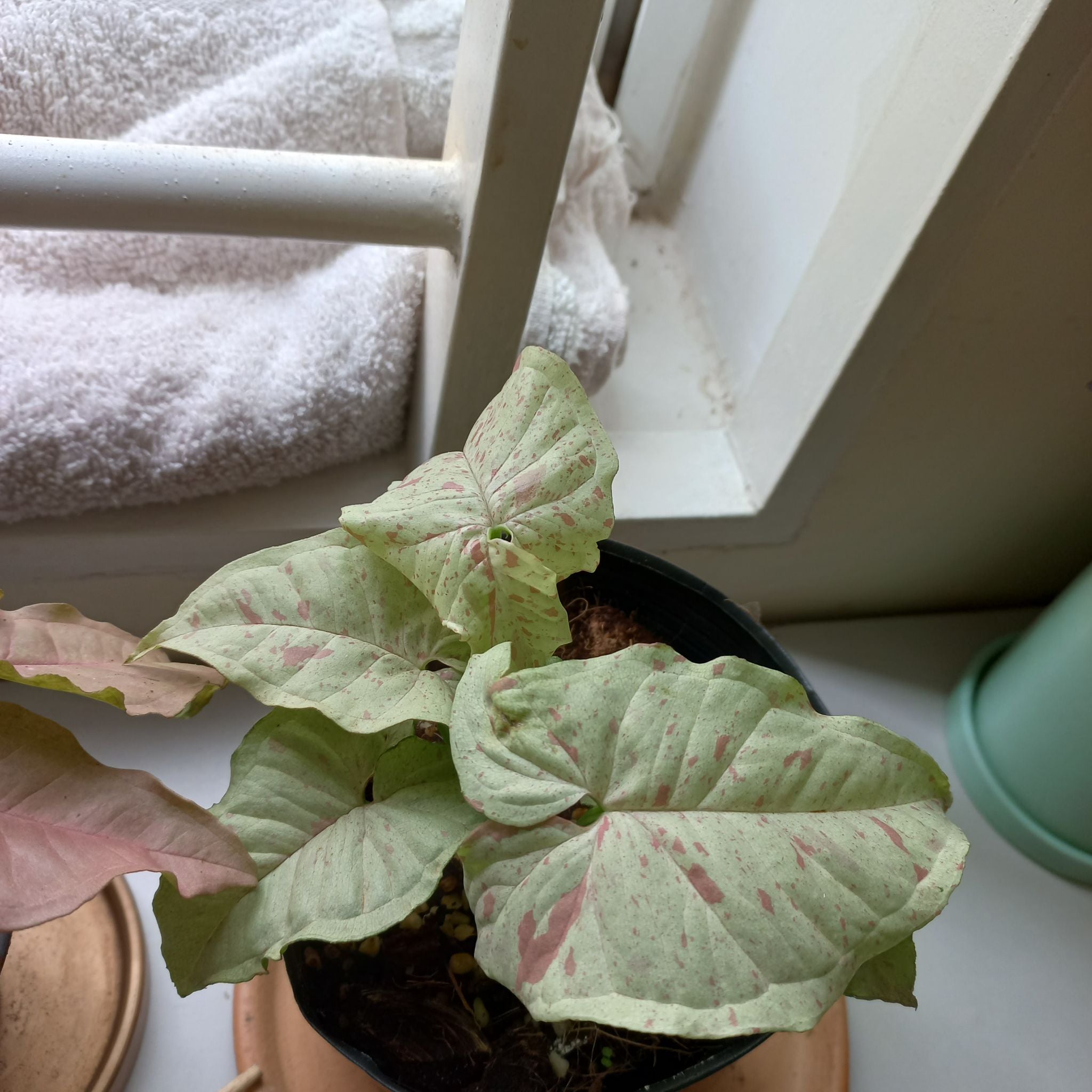 How Do I Propagate My Syngonium 'Milk Confetti'?