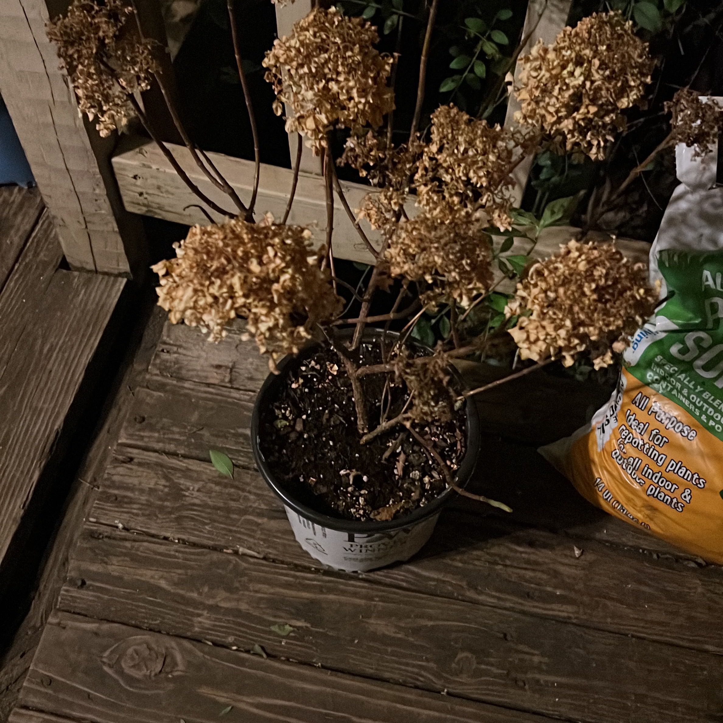 How Can You Tell If A Wild Hydrangea Is Dying?