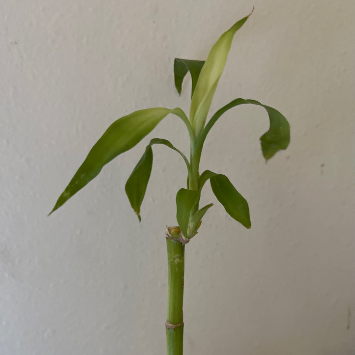 Why Are My Lucky Bamboo Leaves Curling?
