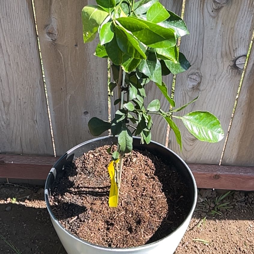 🍋 Propagating My Lemon Tree: Step-by-Step Guide