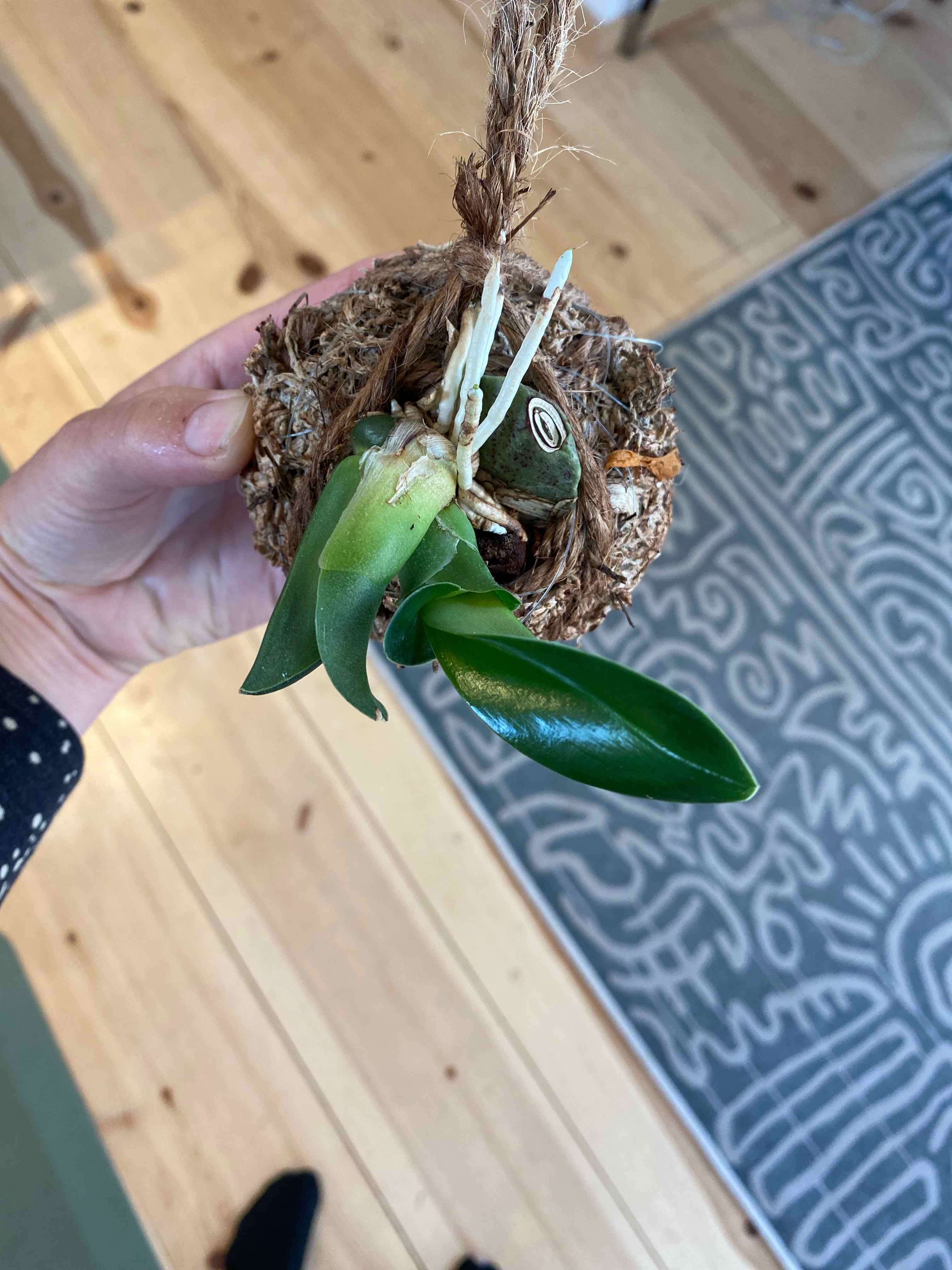 Turtle Shell Orchid Plant Care: Water, Light, Nutrients | Greg App 🌱