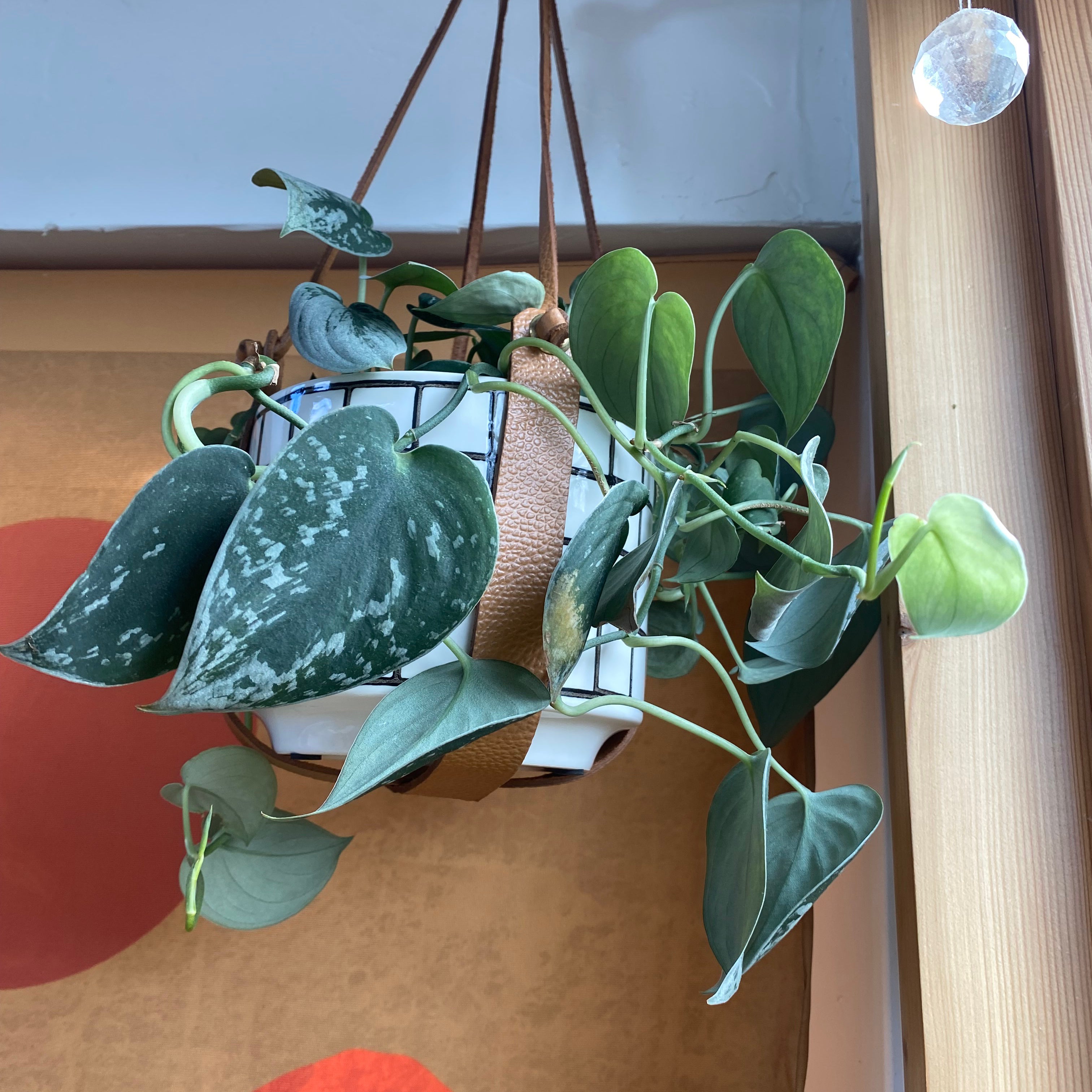 Silver Anne Pothos - Ultimate Guide to Fertilizing