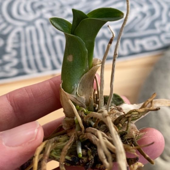 Personalized Turtle Shell Orchid Care: Water, Light, Nutrients | Greg App