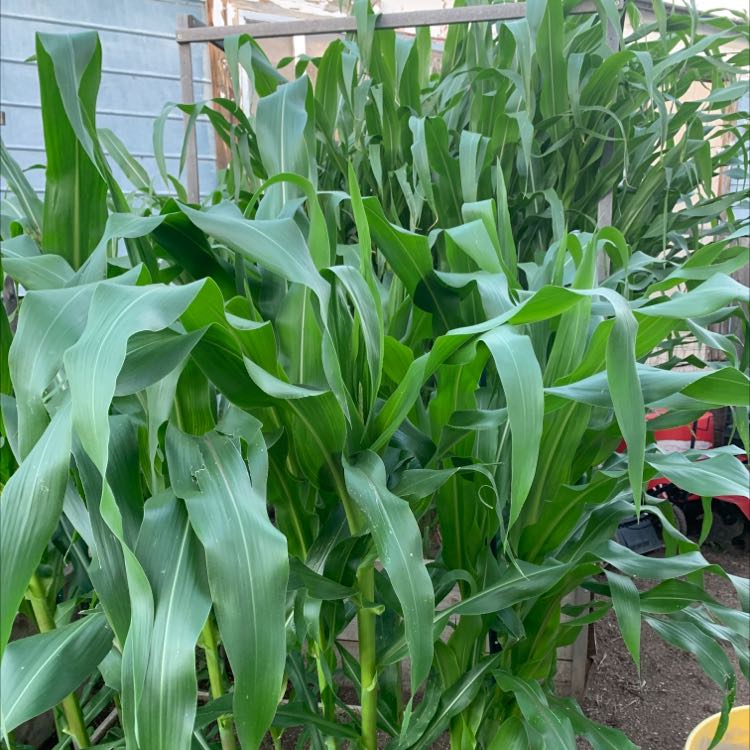 How Much Humidity Does My Corn Need?