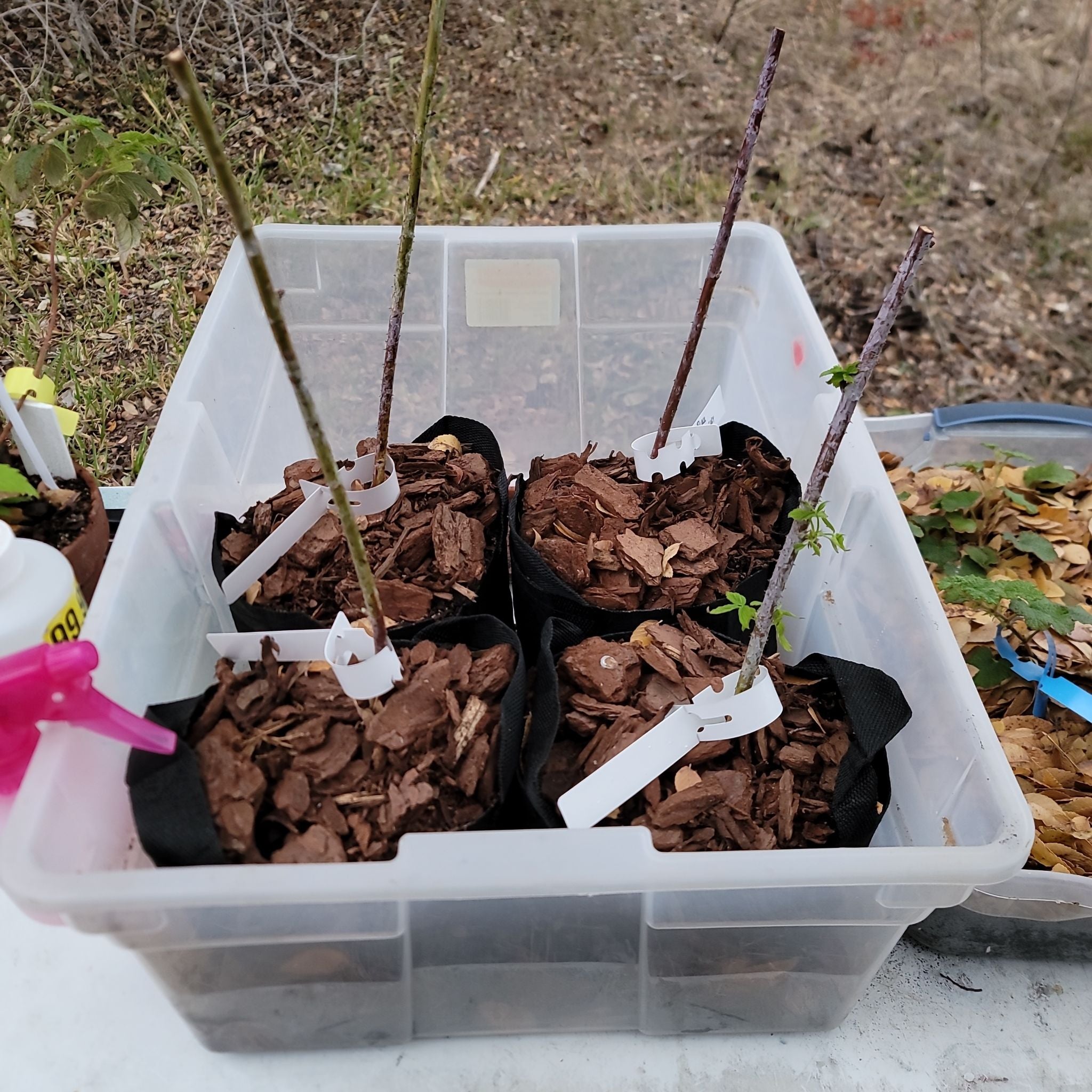 Propagating Black Raspberry: The Ultimate Guide