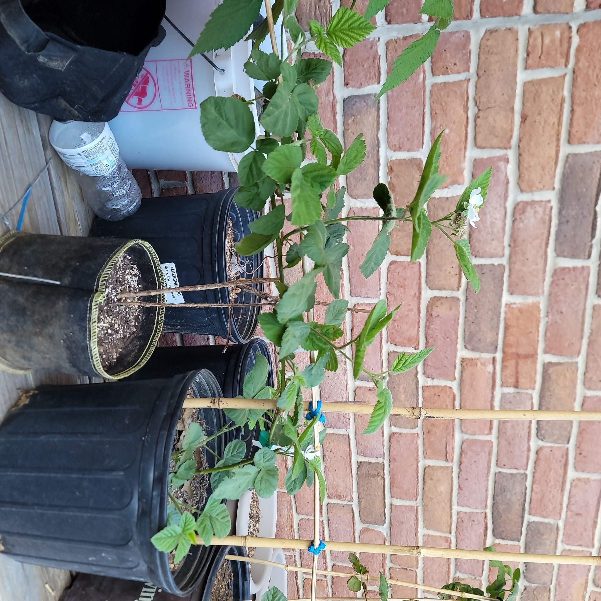 The Complete Rubus nessensis Plant Care Guide: Water, Light & Beyond