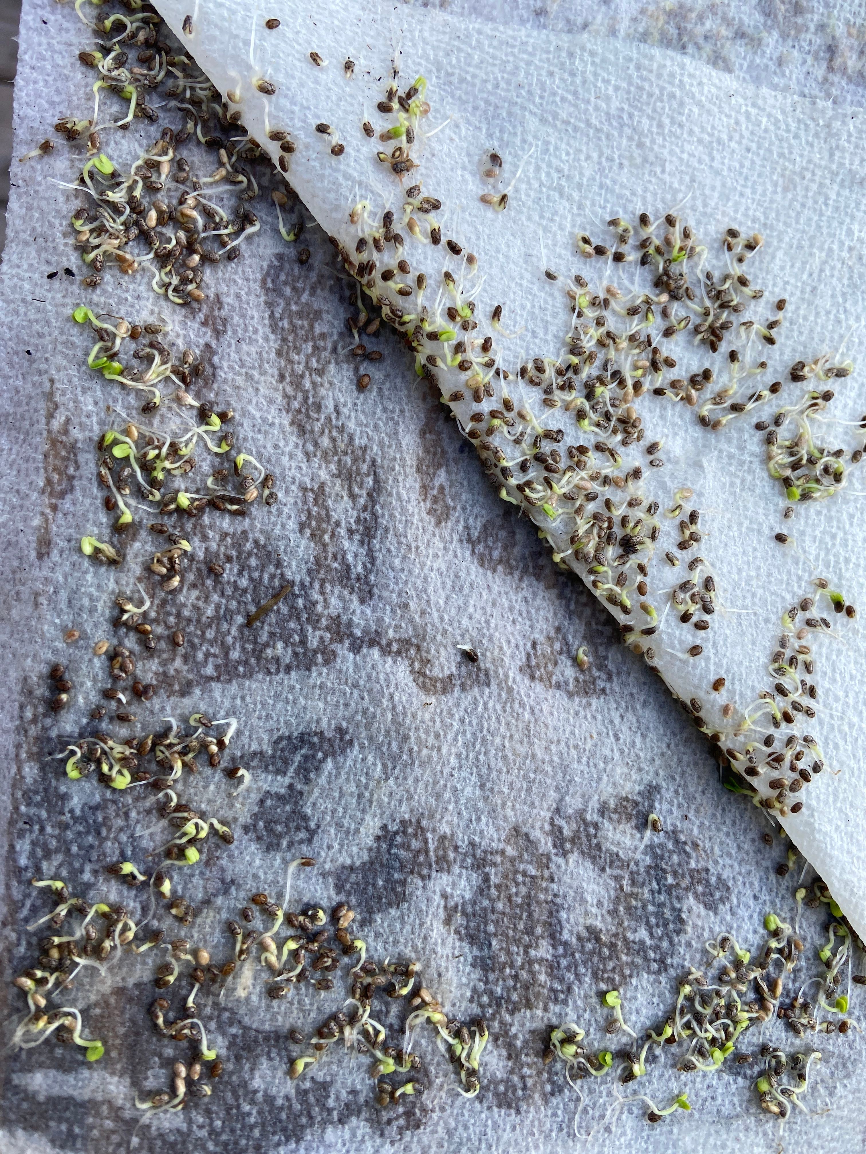 🌱 8 Facts About Chia Lifecycle