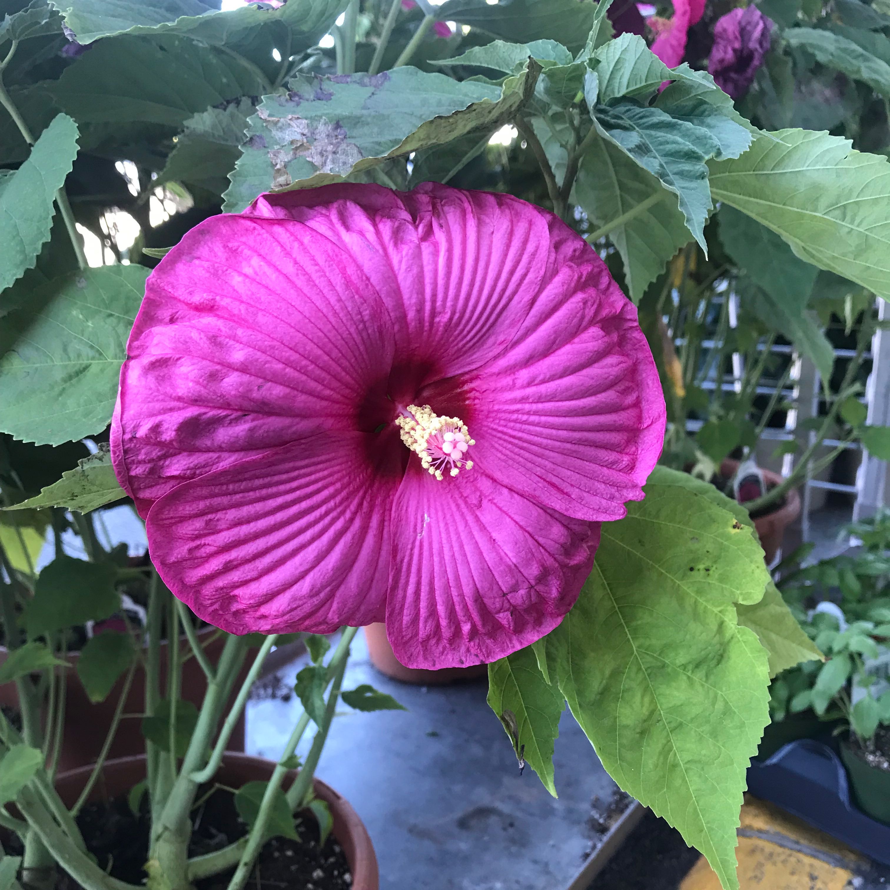 What Does It Mean When Swamp Rose-Mallow Blooms?