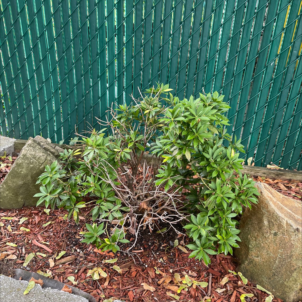 🍂 Why Does My Japanese Andromeda Have Yellow Leaves?