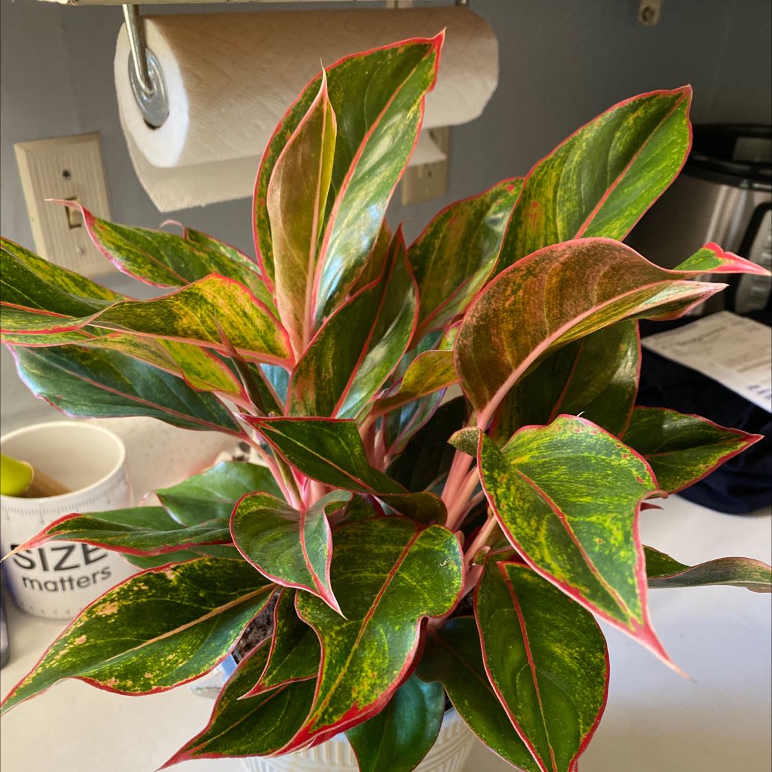 Agatha | A plant by @LaceMace on Greg