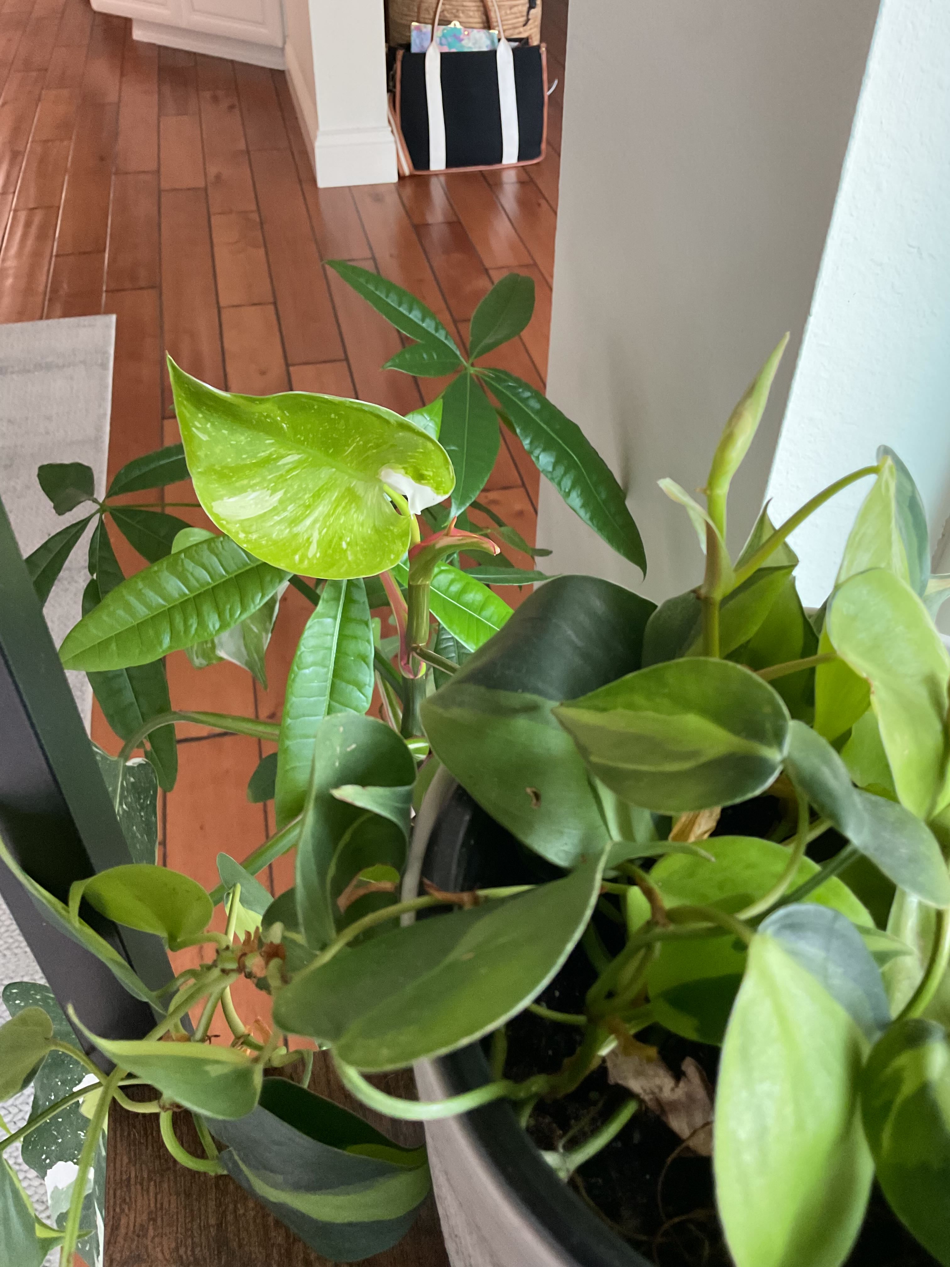 Fertilizing My Princess Flower