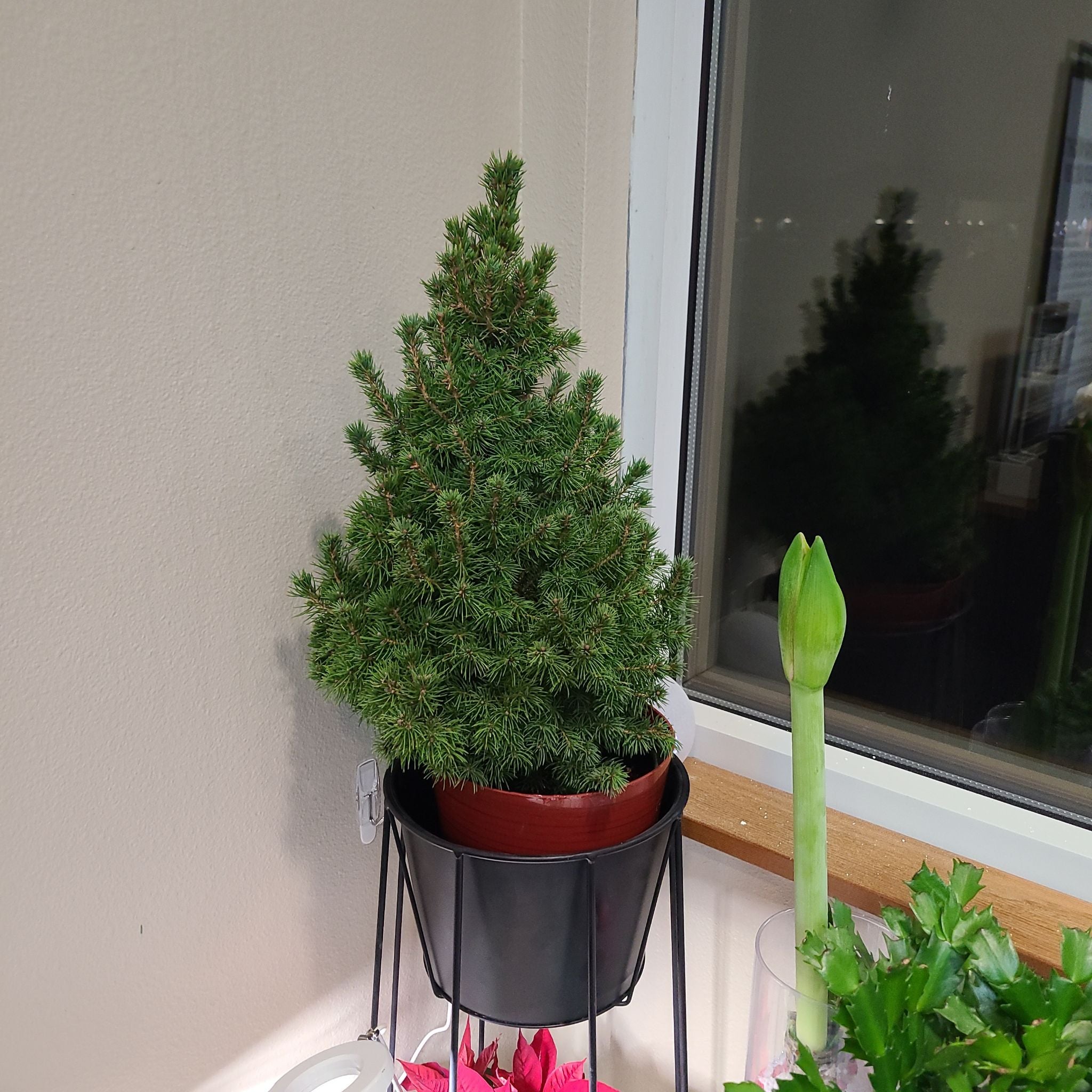 Norway Spruce Fertilizer: How and When to Use It