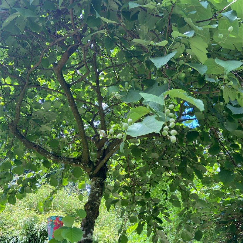 🍑 Propagating Plum Tree: The Ultimate Guide