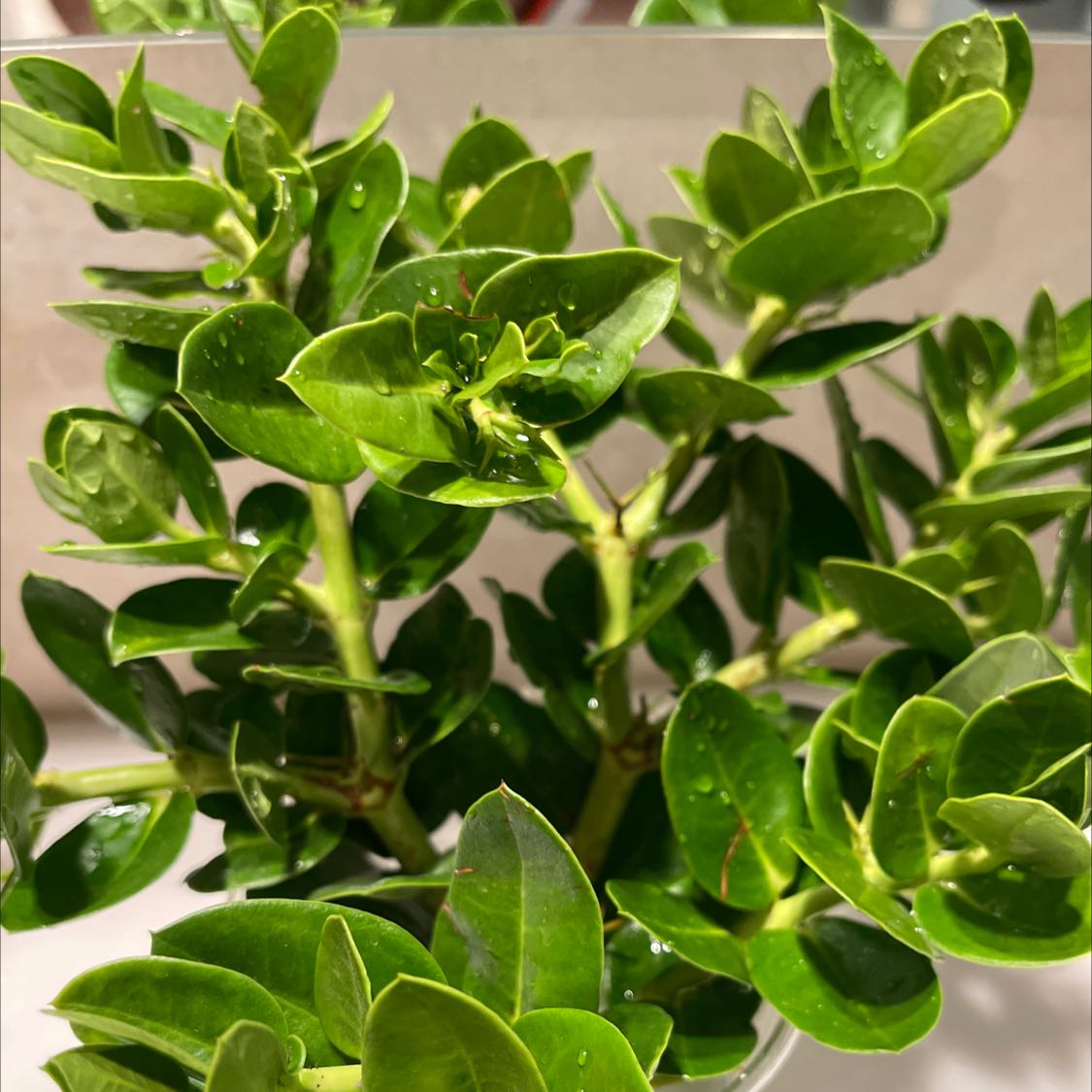 10 Advantages of Having a Natal Plum