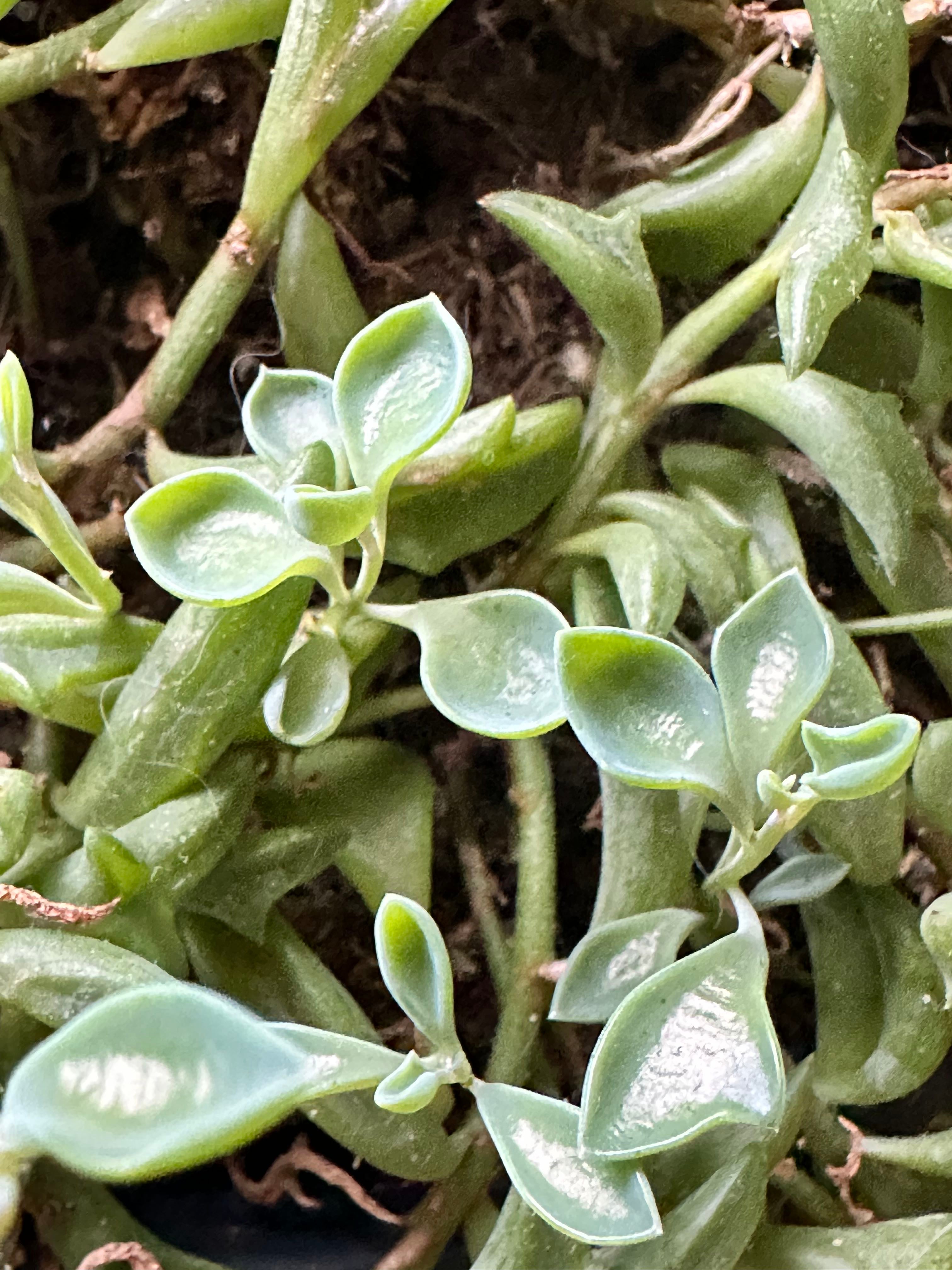 String of Dolphins Plant Care: Water, Light, Nutrients | Greg App 🌱