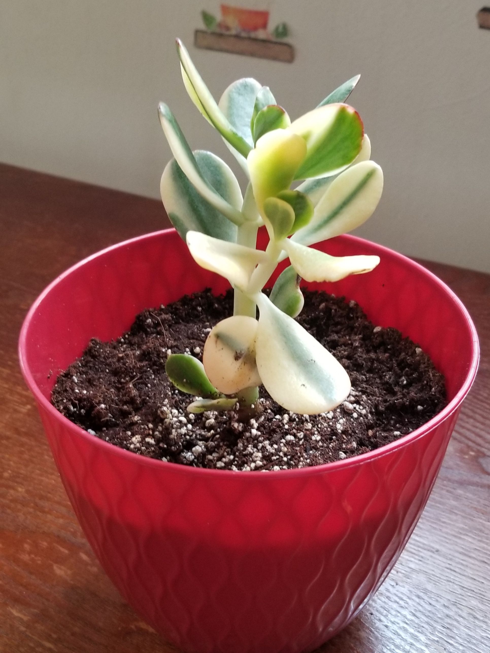 Emerson's neon bloom: a weekend surprise