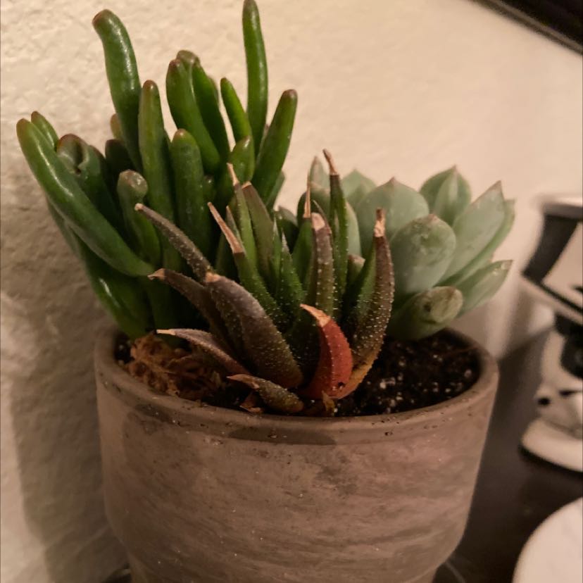 Nyan | A plant by @jinxplants on Greg