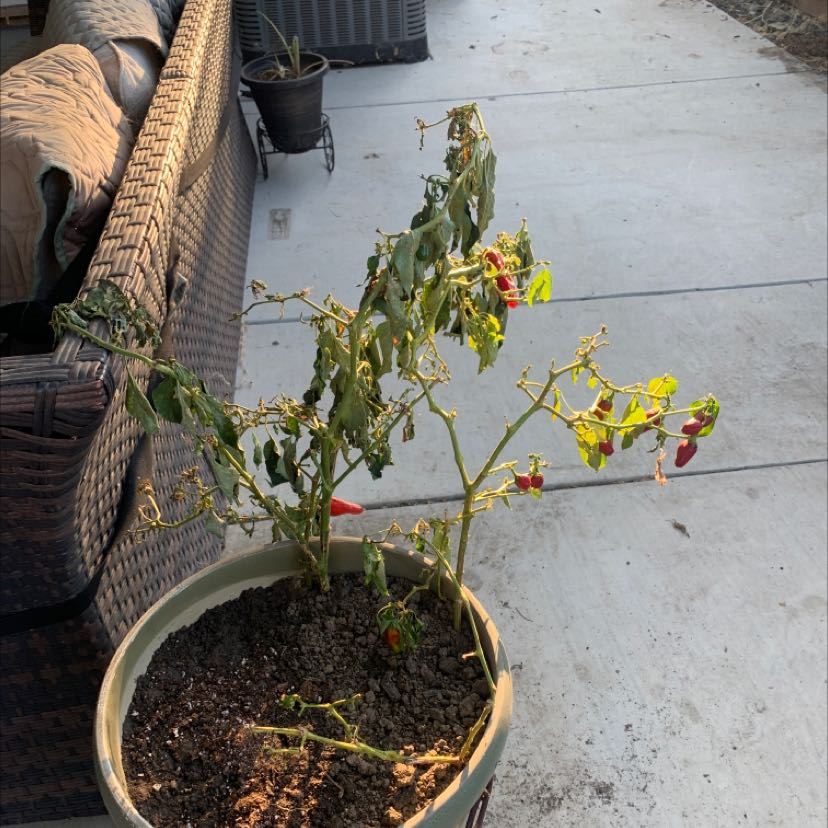 🌶 Why Are There Brown Spots on My Cheyenne Chilli Pepper?