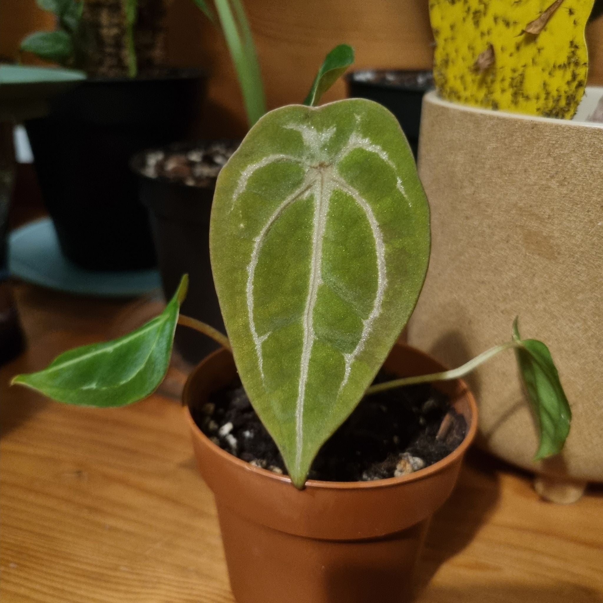 10 Benefits of Having a Anthurium magnificum