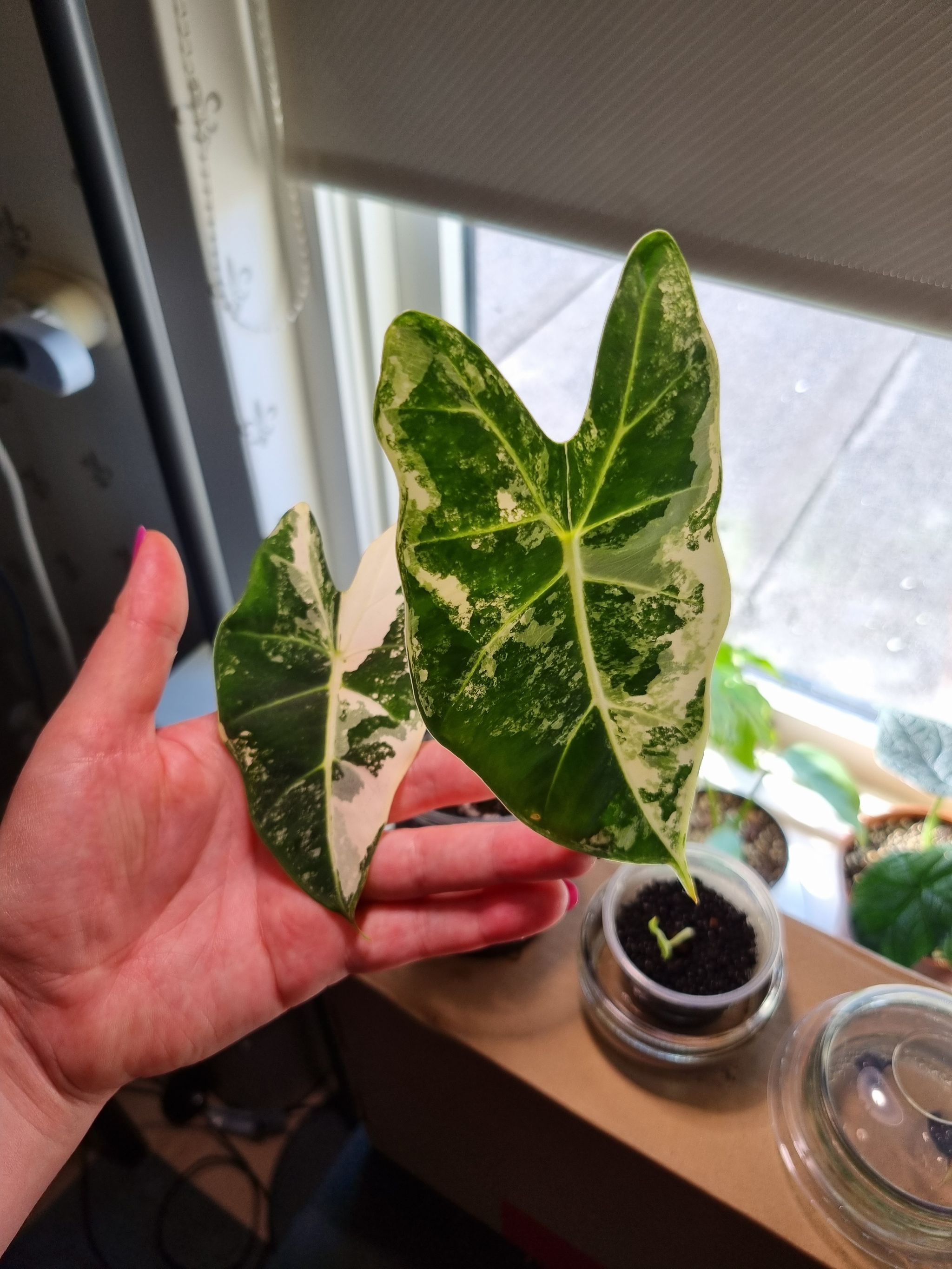 How to Care for Variegated Alocasia frydek: Mastering Water, Sunlight ...