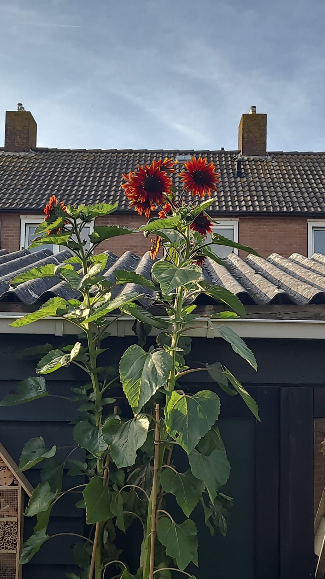 🌻 Why Are My Jua Maya Sunflower Leaves Mushy?