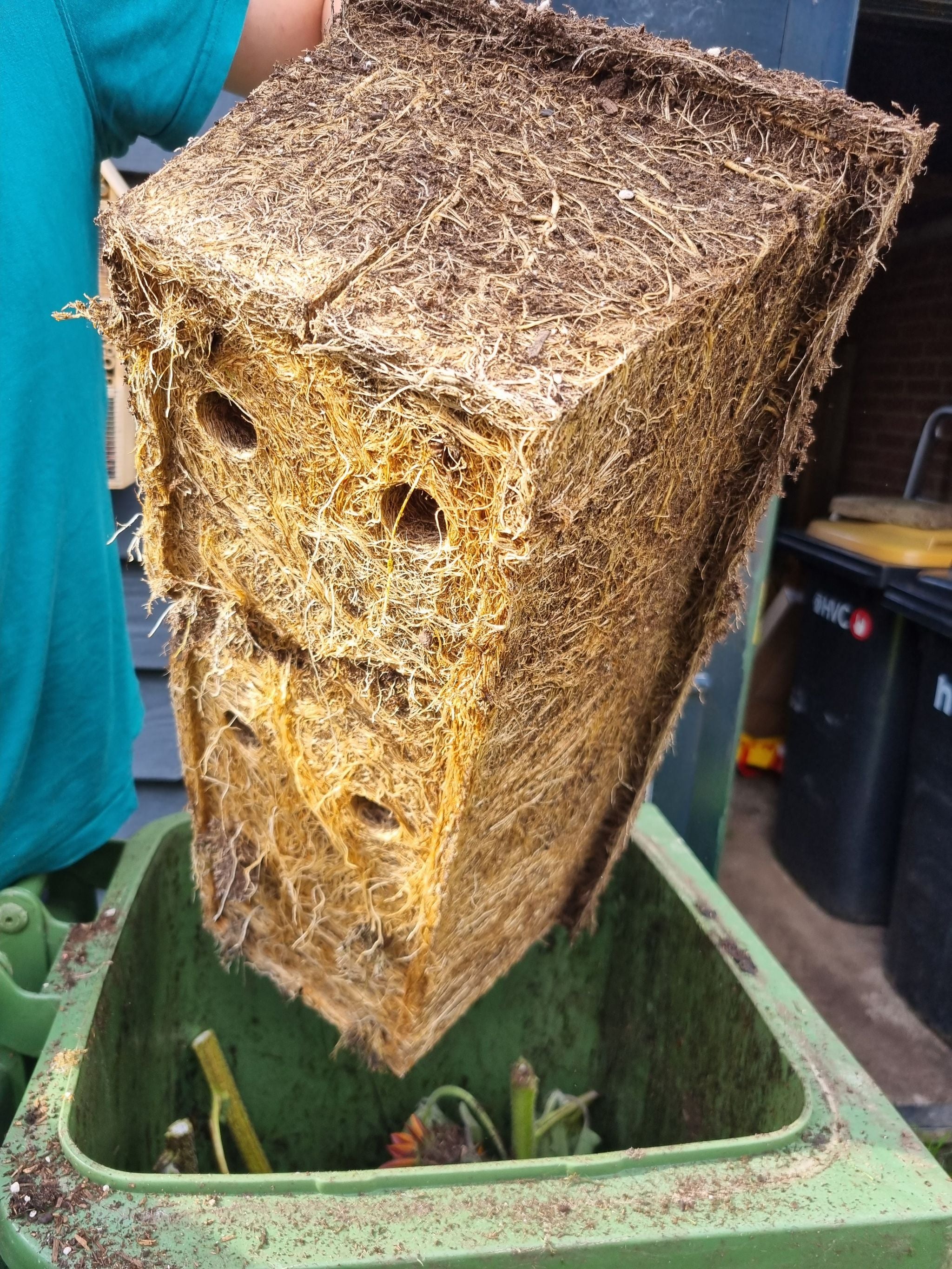 🌻 Why Are My Jua Maya Sunflower Leaves Mushy?