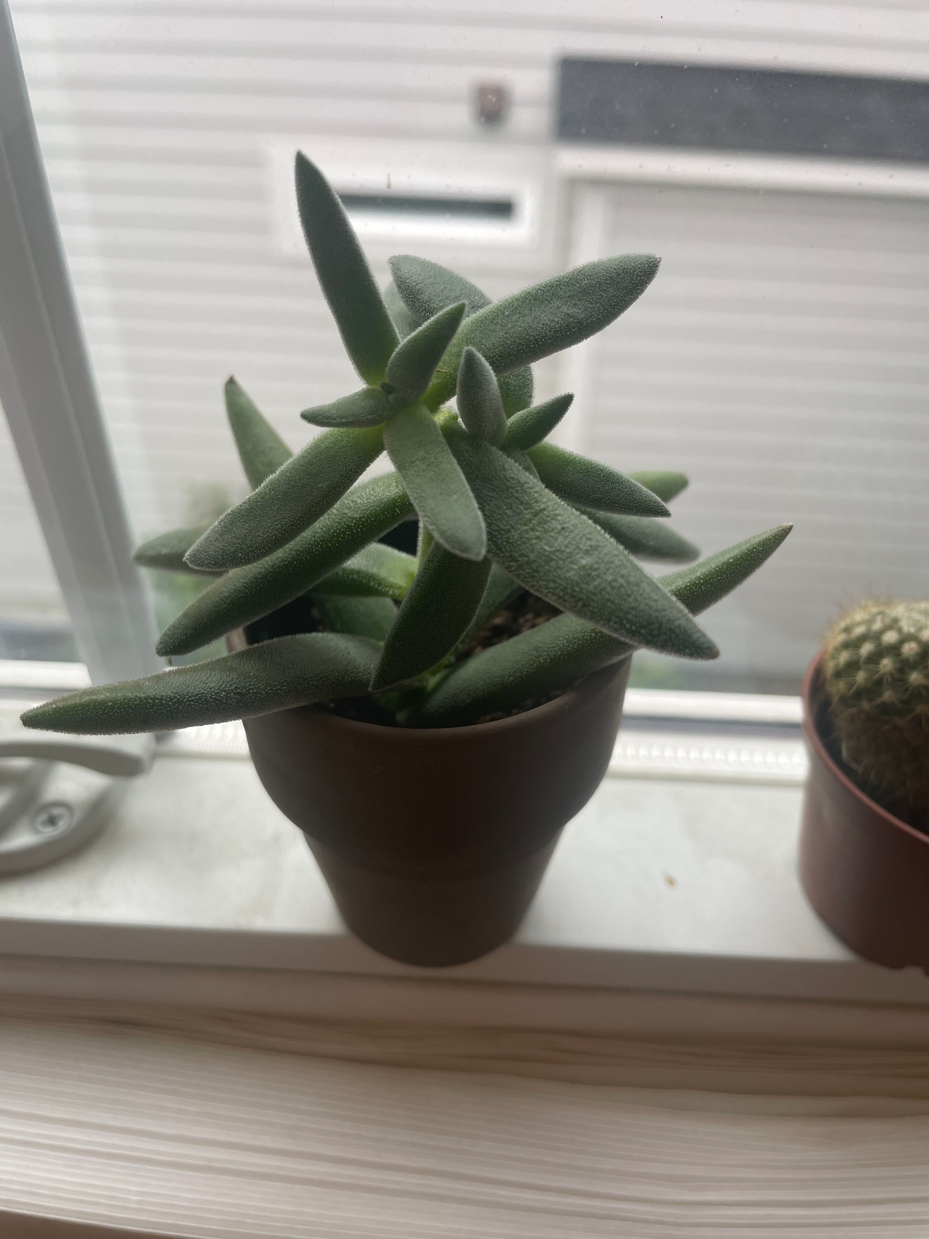 The Complete Sickle Plant Plant Care Guide: Water, Light & Beyond