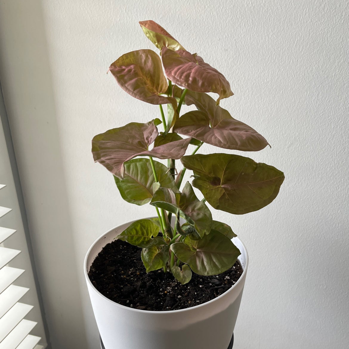 Your Pink Syngonium's Light Needs