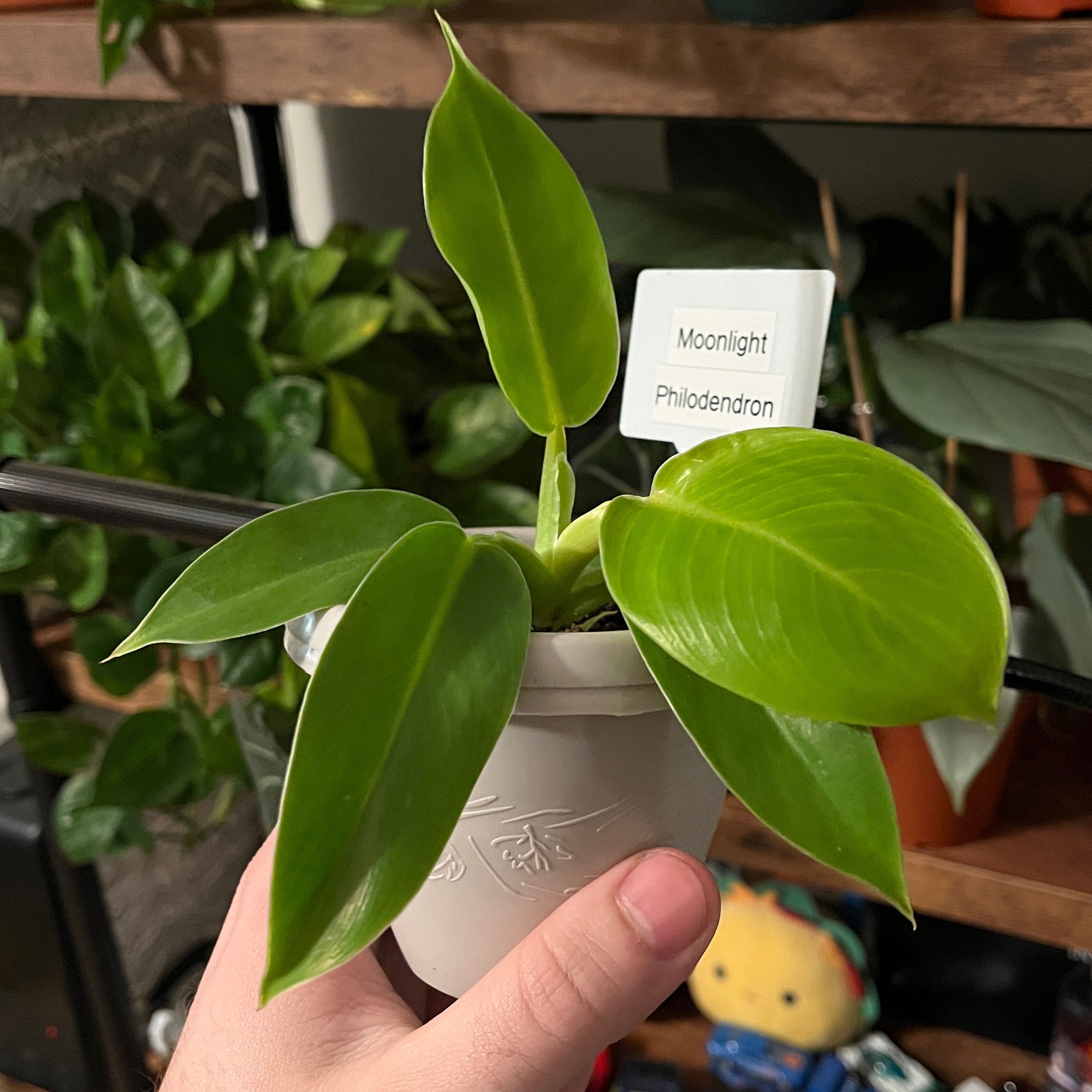Philodendron Moonlight | A plant by @Gnarzen on Greg