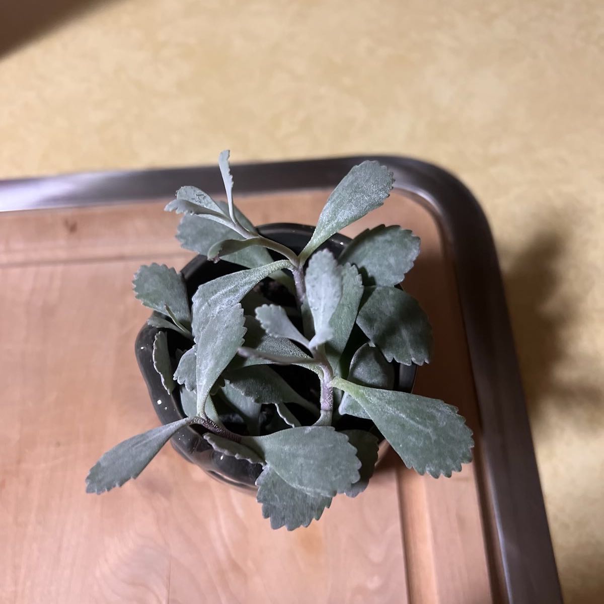 Why Are My Flower Dust Plant Leaves Droopy? 💧