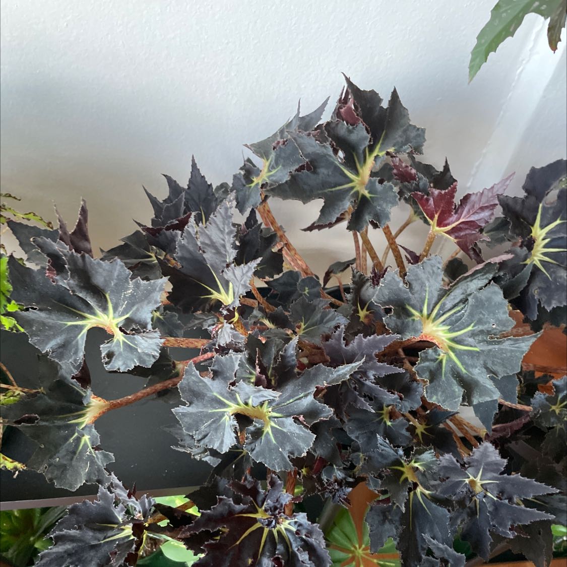 Your plant | A plant by @PoisedWildramp on Greg