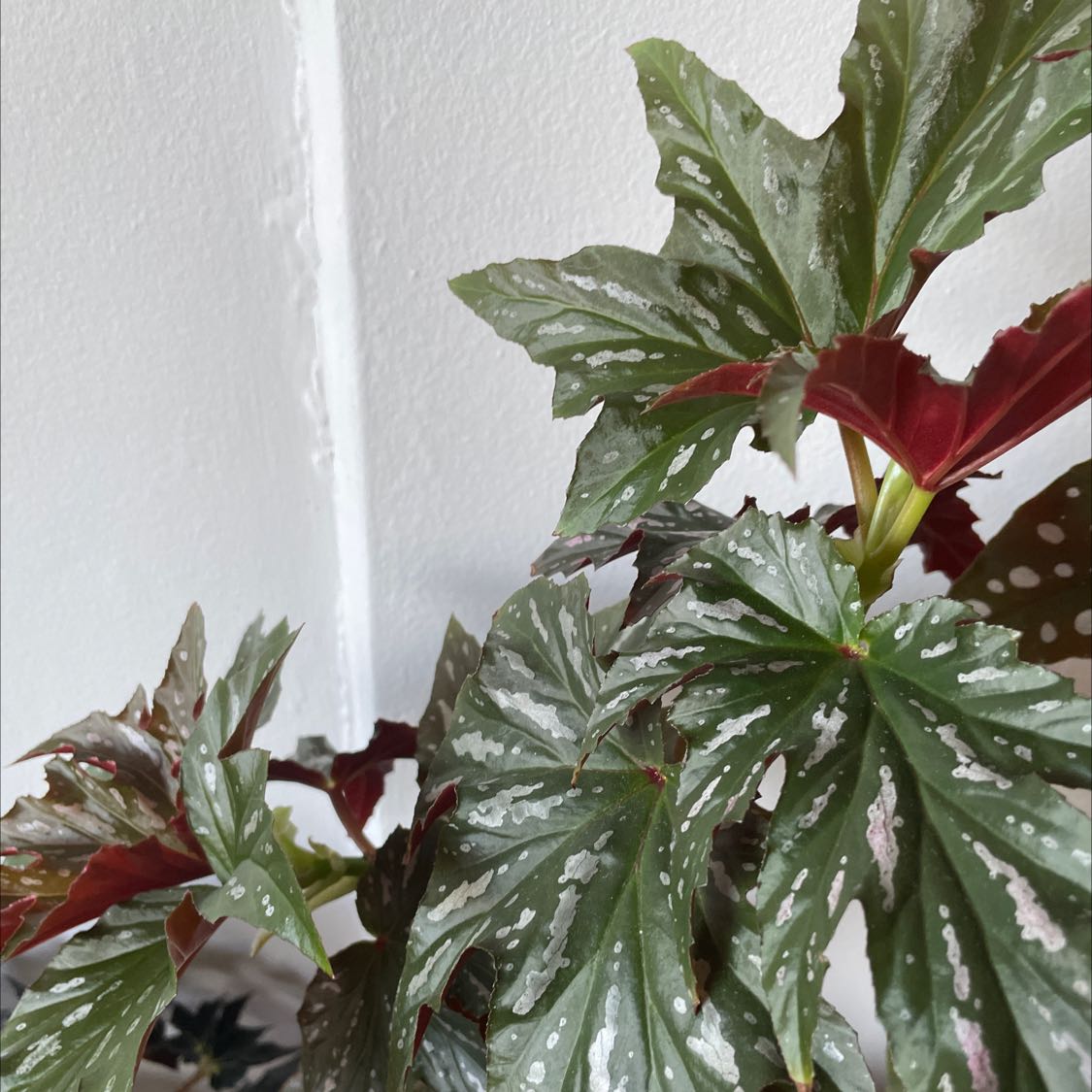 Your plant | A plant by @PoisedWildramp on Greg