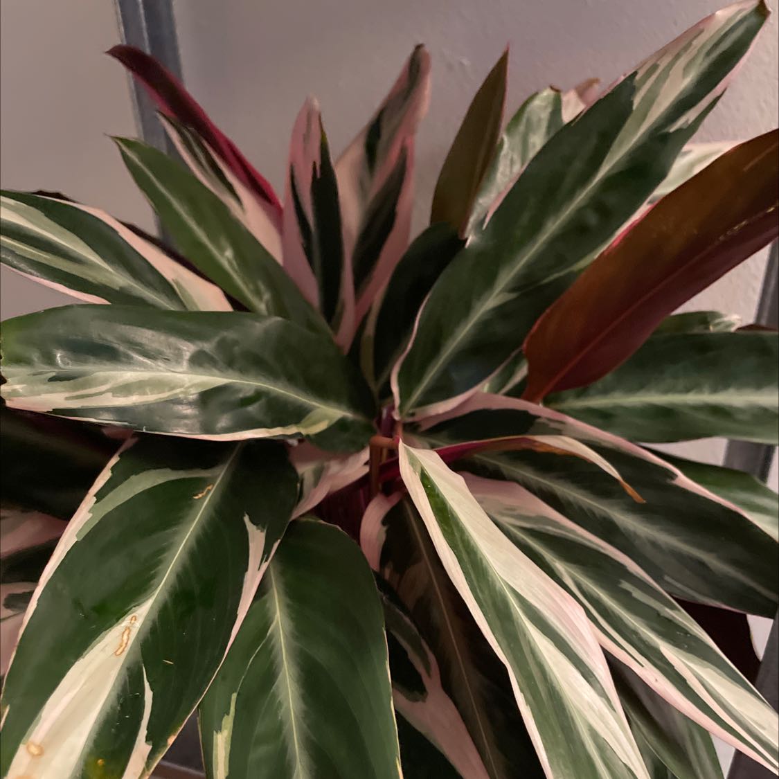 Your plant | A plant by @PoisedWildramp on Greg