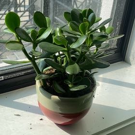 Nithin | A plant by @LoyalCacto on Greg