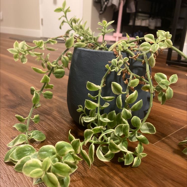 Personalized mezoo trailing red Care: Water, Light, Nutrients | Greg App