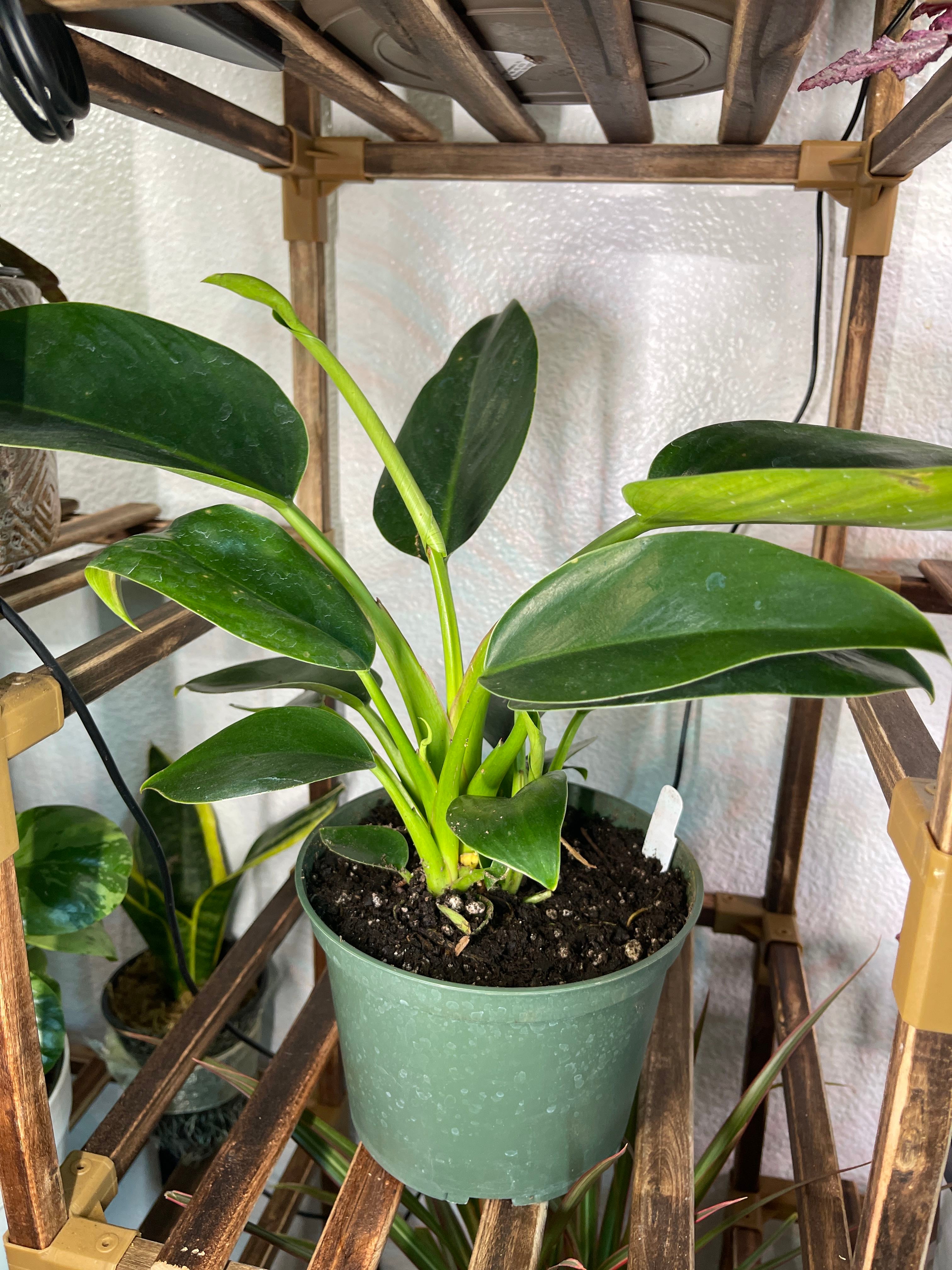 Ultimate Guide to Philodendron 'Congo' Varieties 🍹