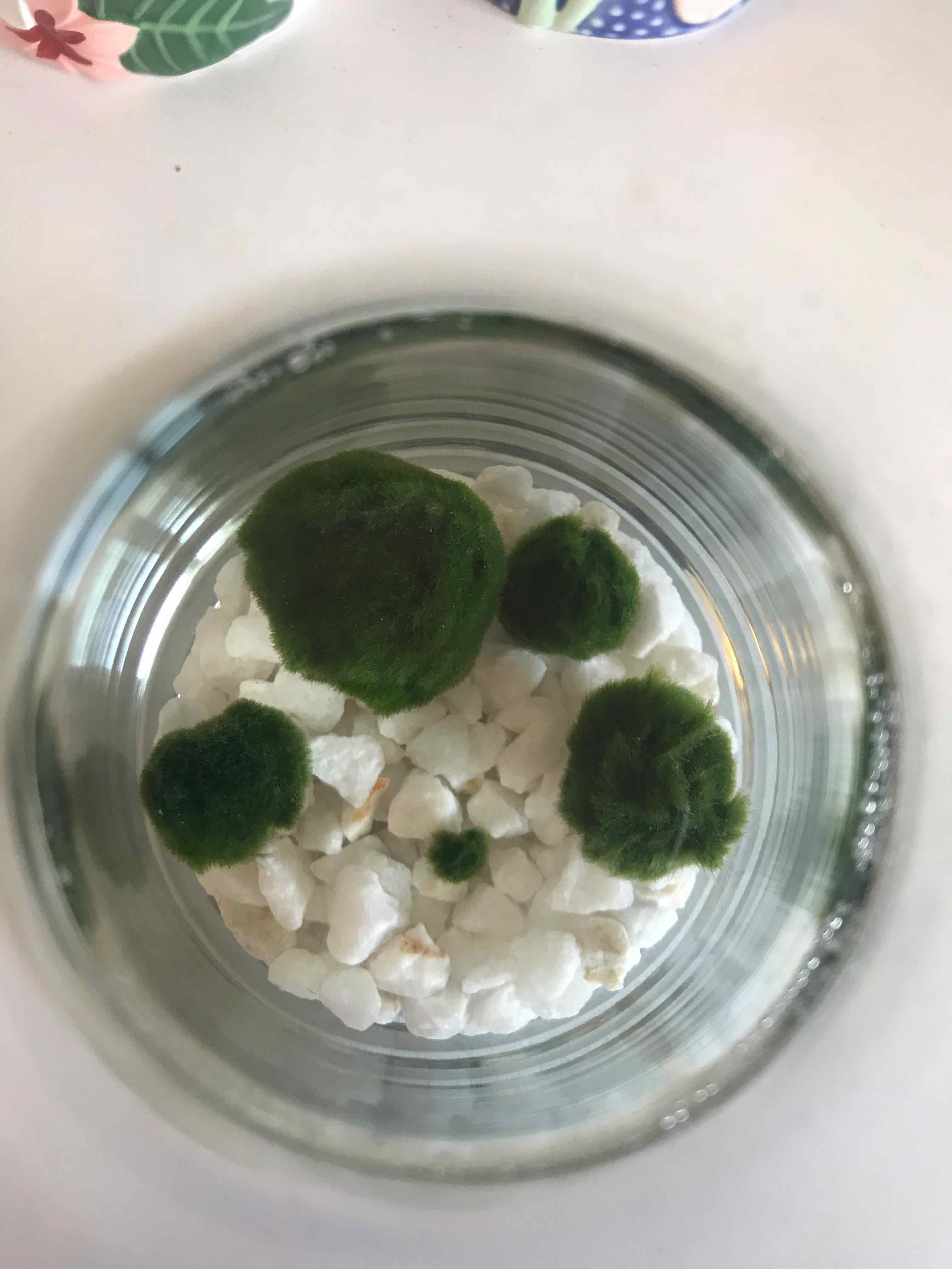 What Do Marimo Flowers Mean?
